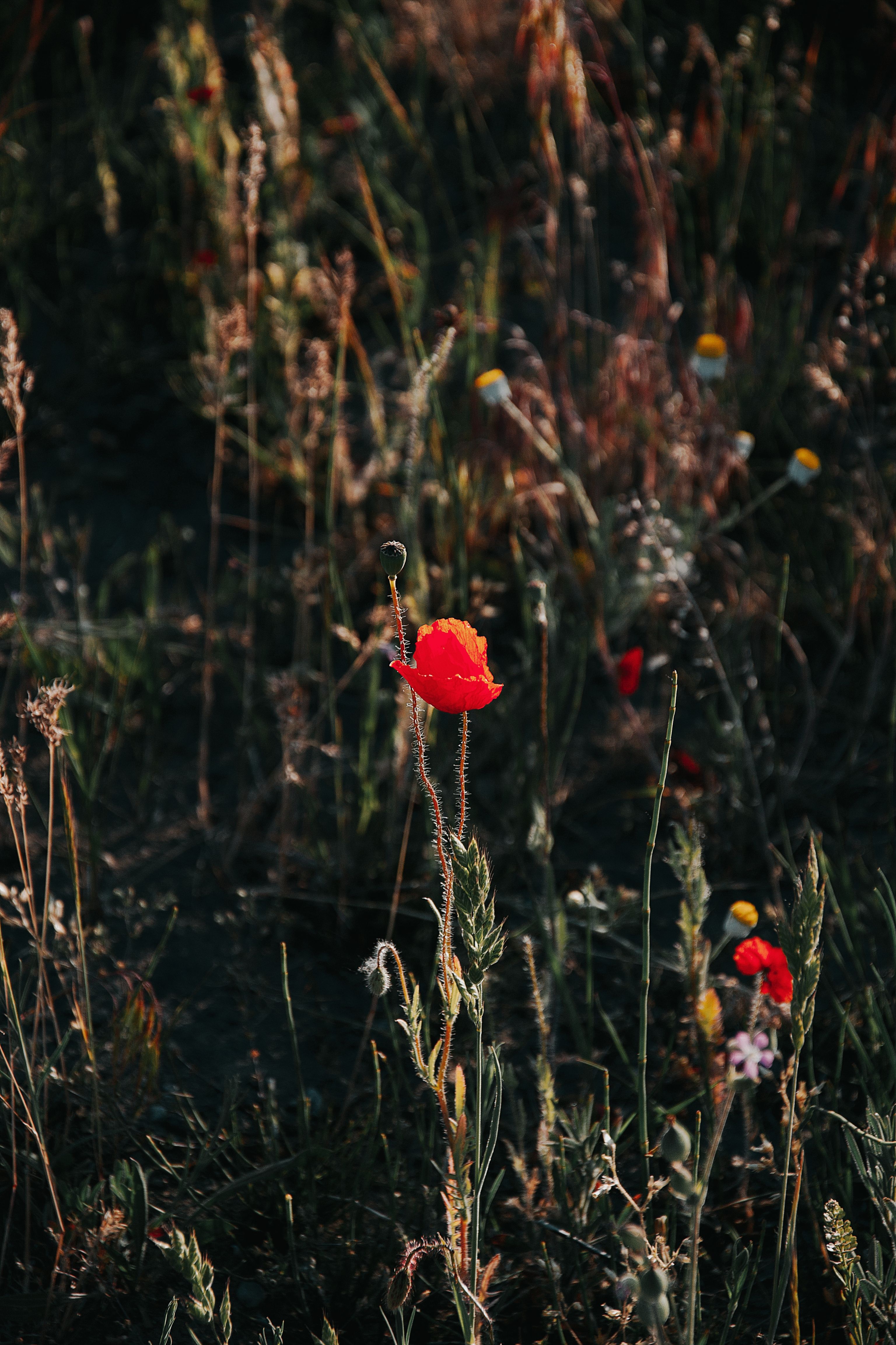 4k Vivid Wallpaper Photos, Download The BEST Free 4k Vivid Wallpaper ...