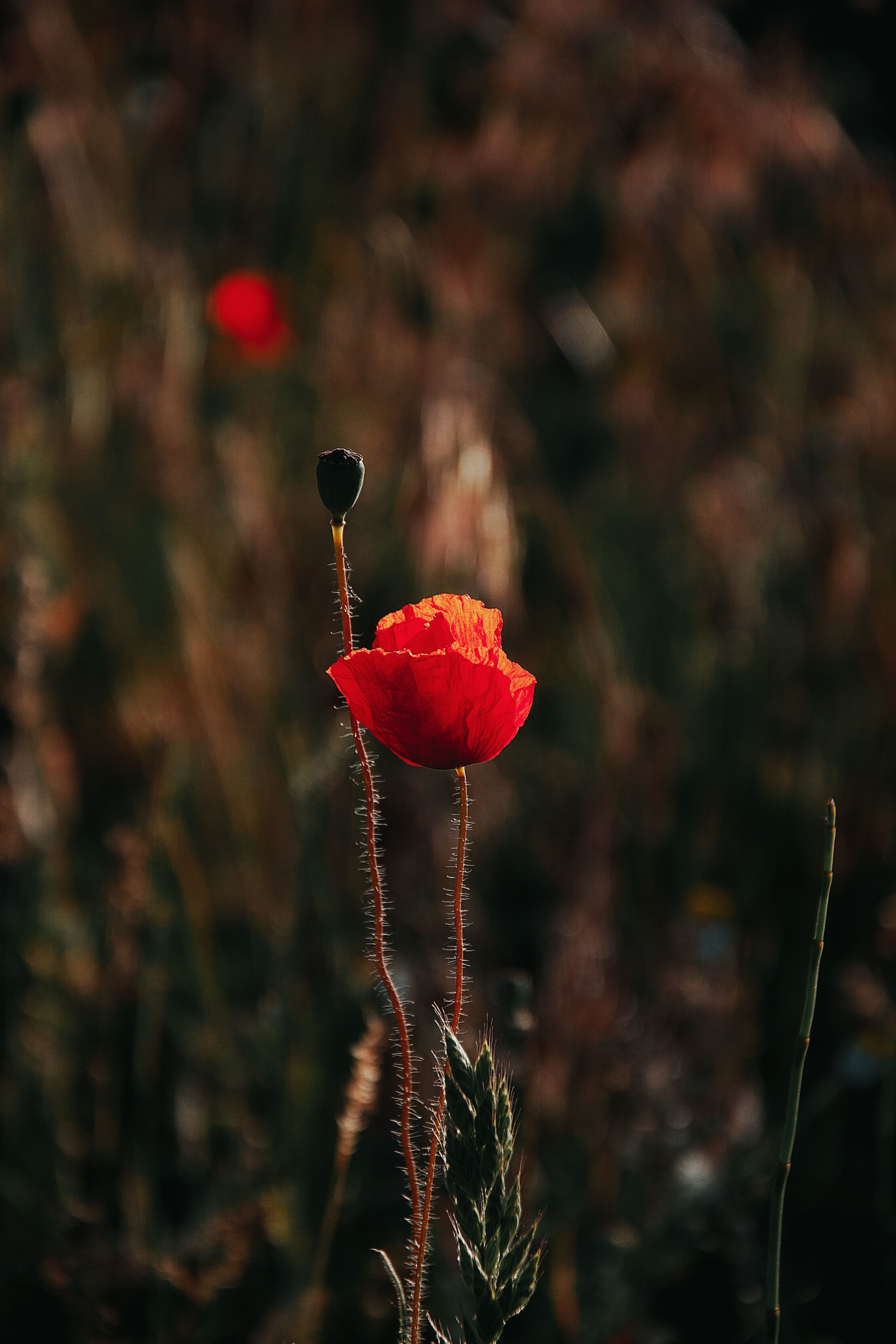 Opium 4k Wallpaper Photos, Download The BEST Free Opium 4k Wallpaper ...
