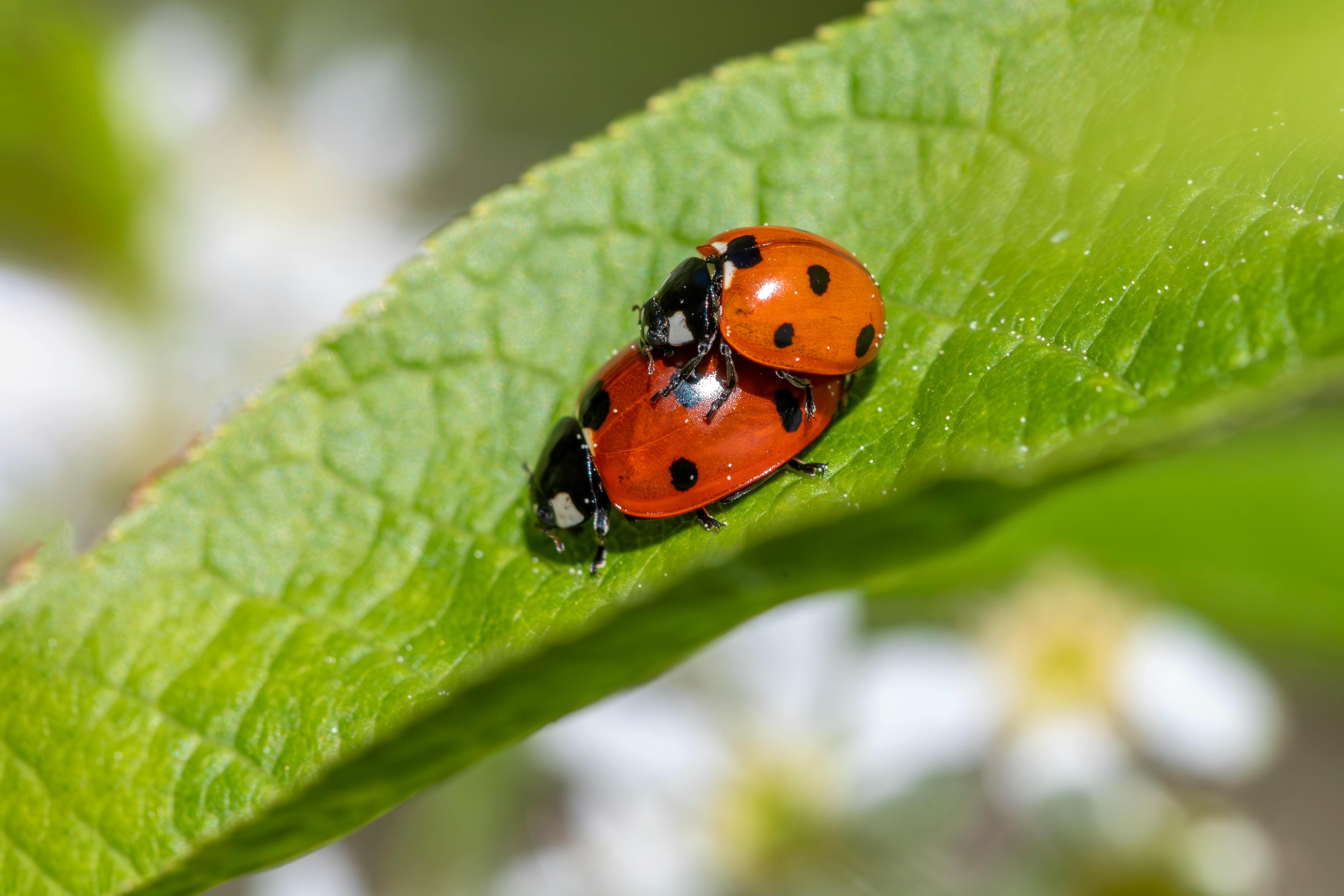 Close Up Photo of Ladybug on Leaf during Daytime · Free Stock Photo