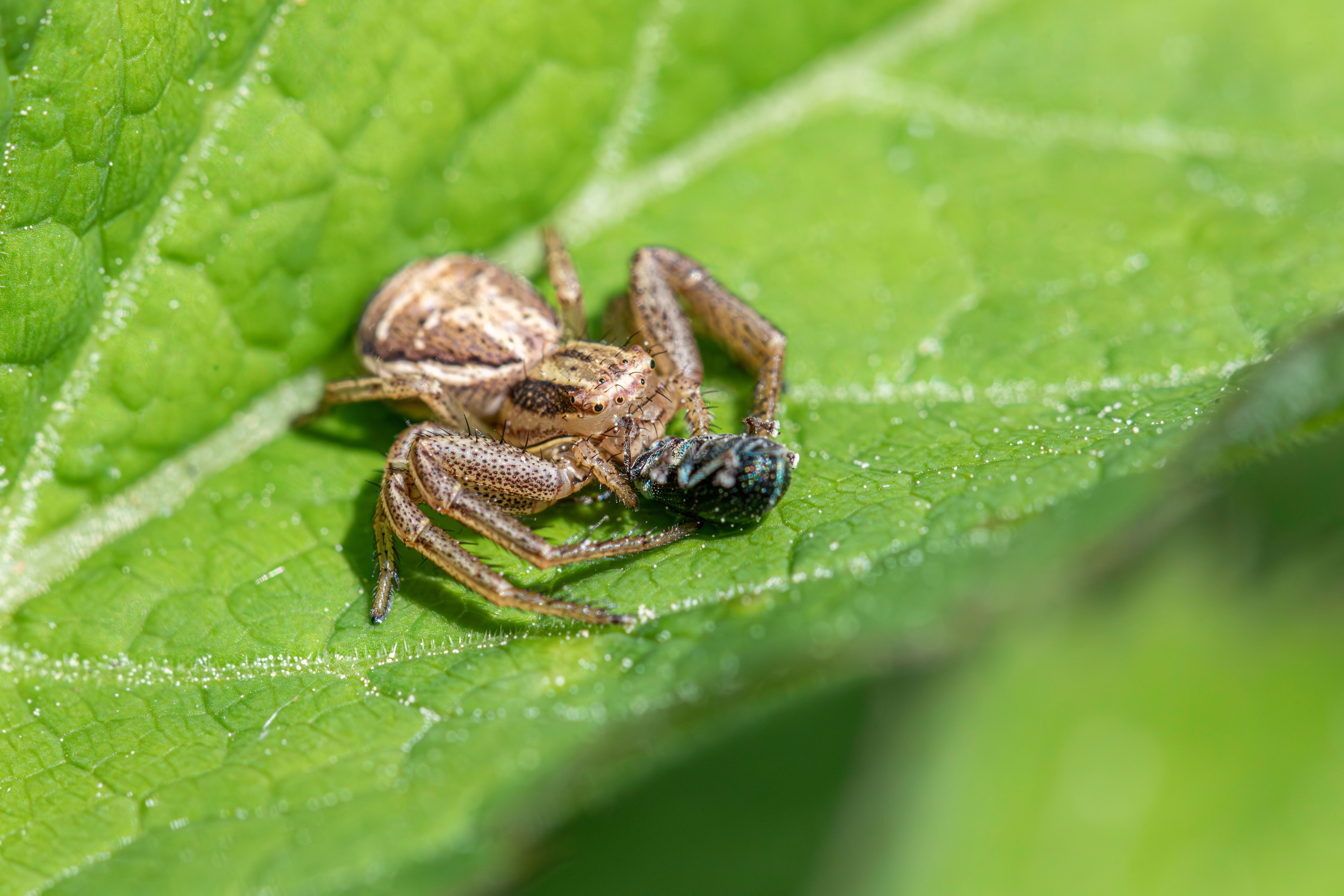 Jilbab+Bug Photos, Download The BEST Free Jilbab+Bug Stock Photos & HD ...