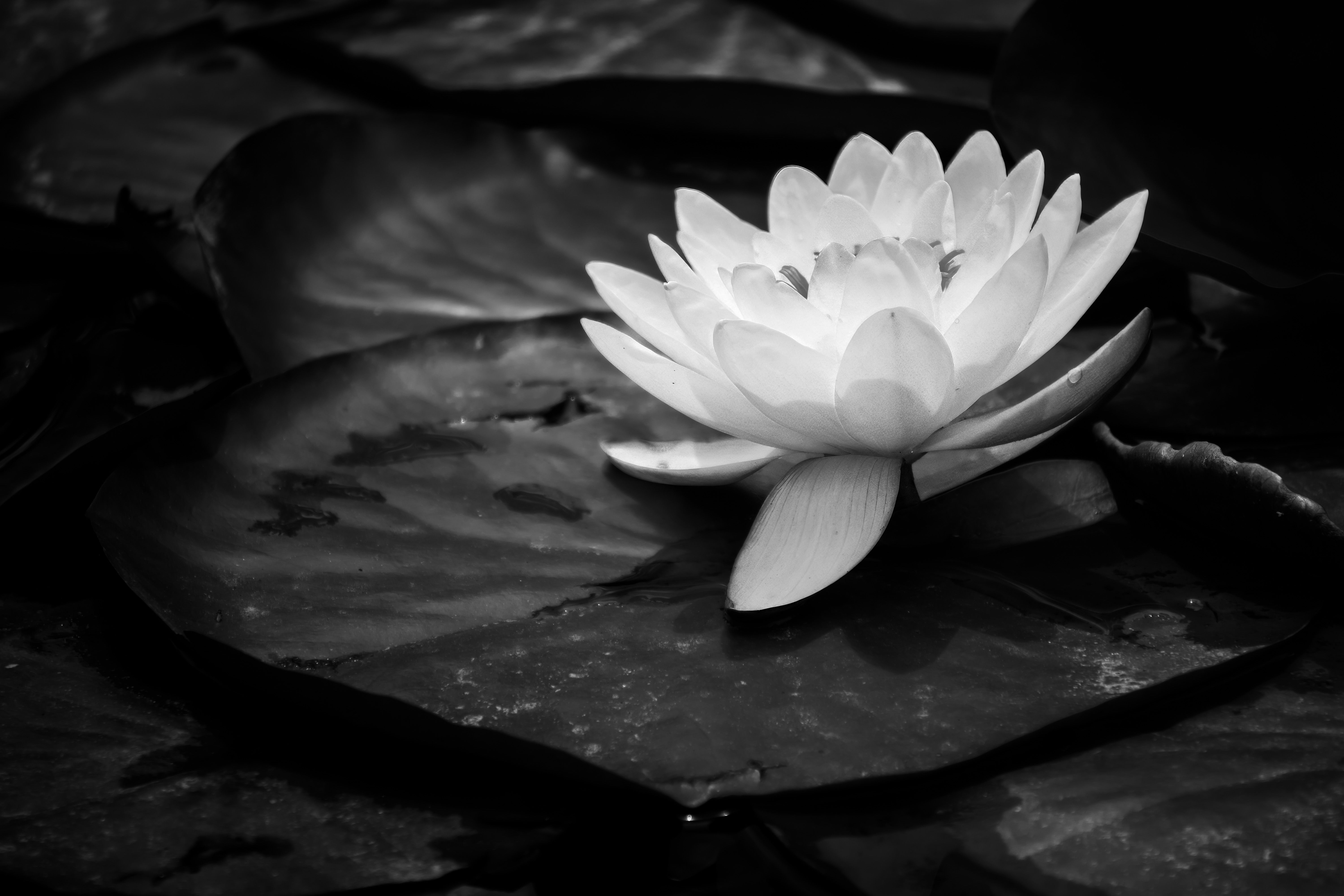 Black and White Water Lily on Dark Leaves · Free Stock Photo