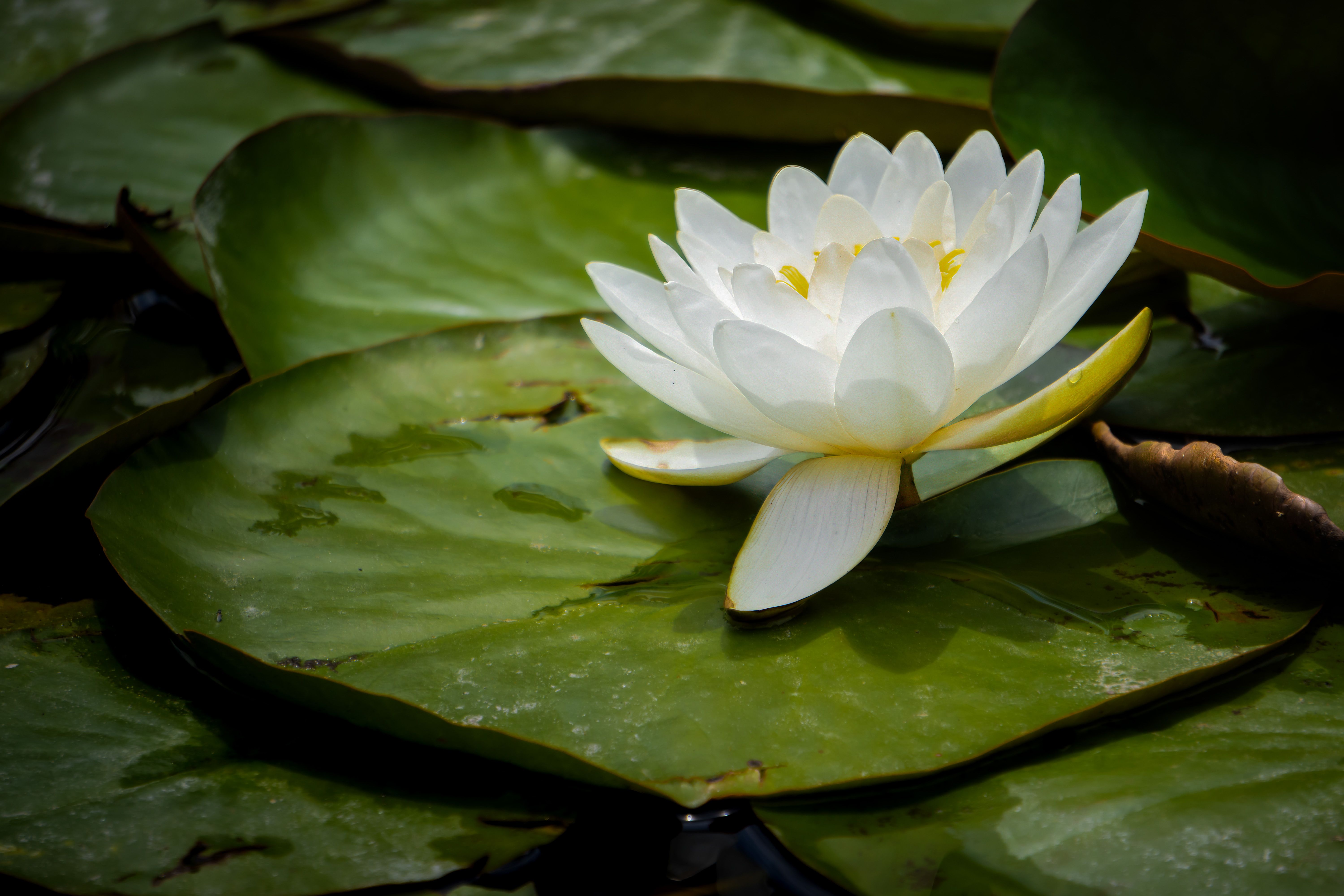Nenúfar Branco Elegante Em Folhas Verdes · Foto profissional gratuita