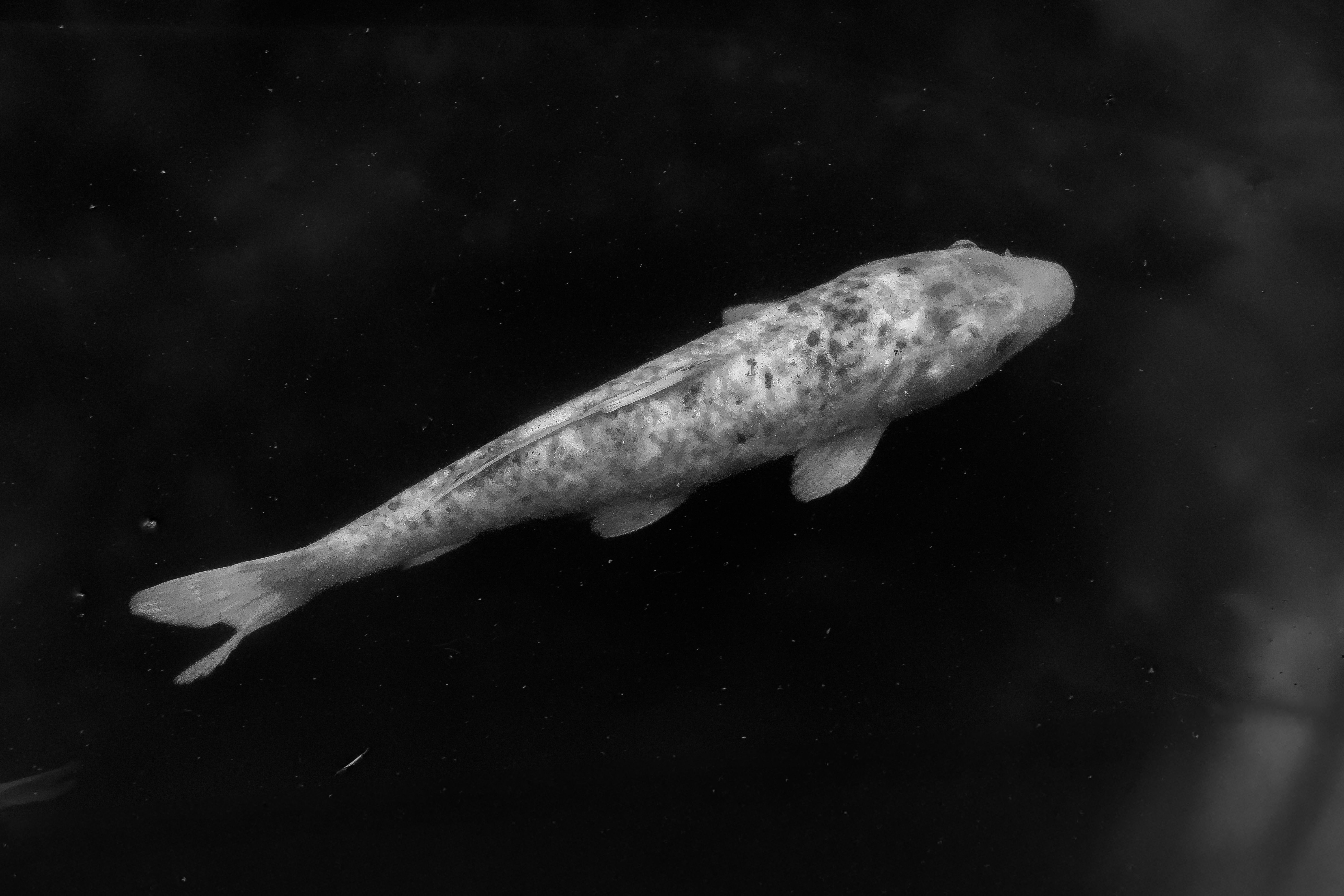 Monochrome Koi Fish Swimming in Tranquil Waters · Free Stock Photo