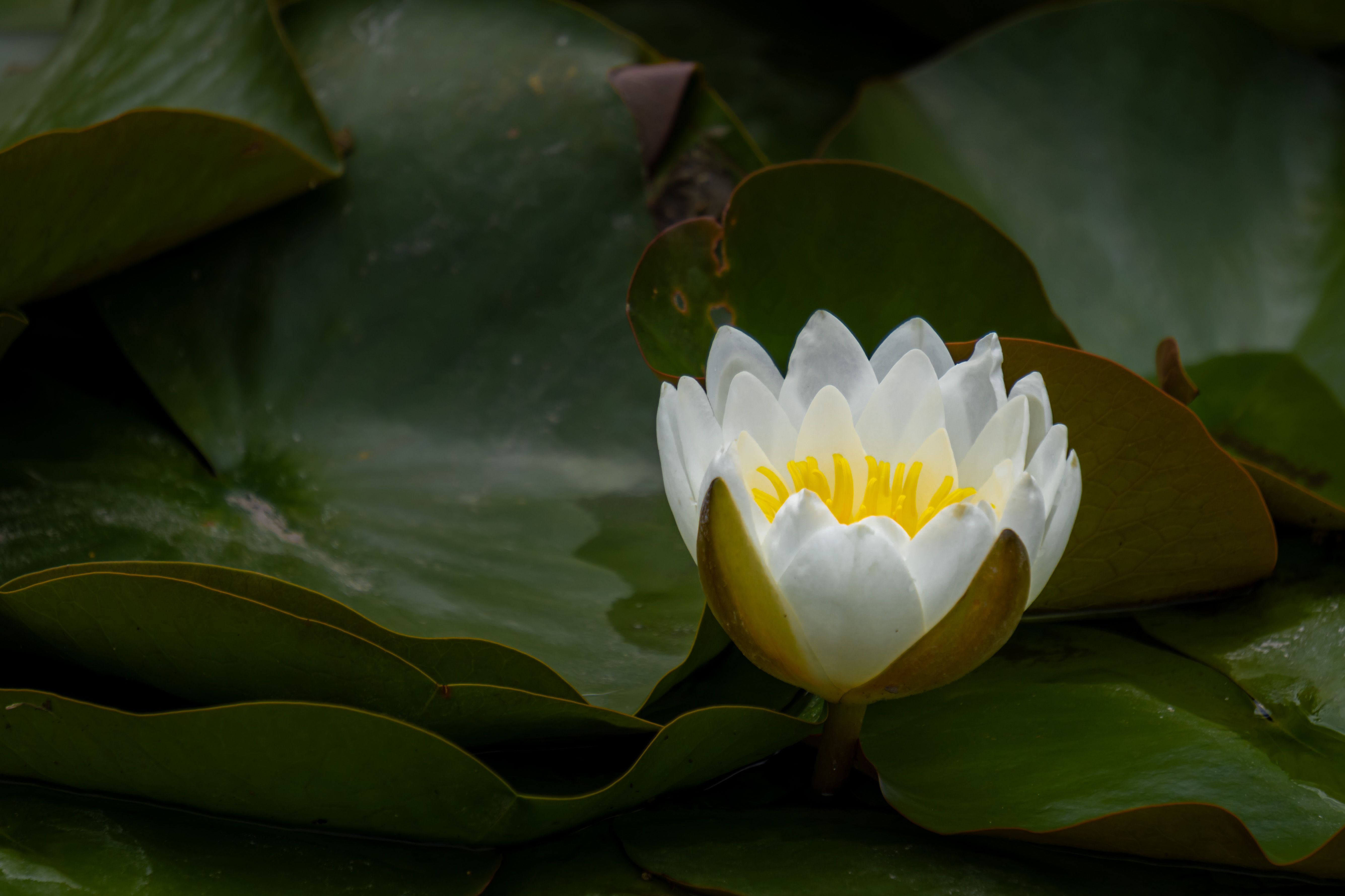 Stada Usa Plant Photos, Download The BEST Free Stada Usa Plant Stock ...