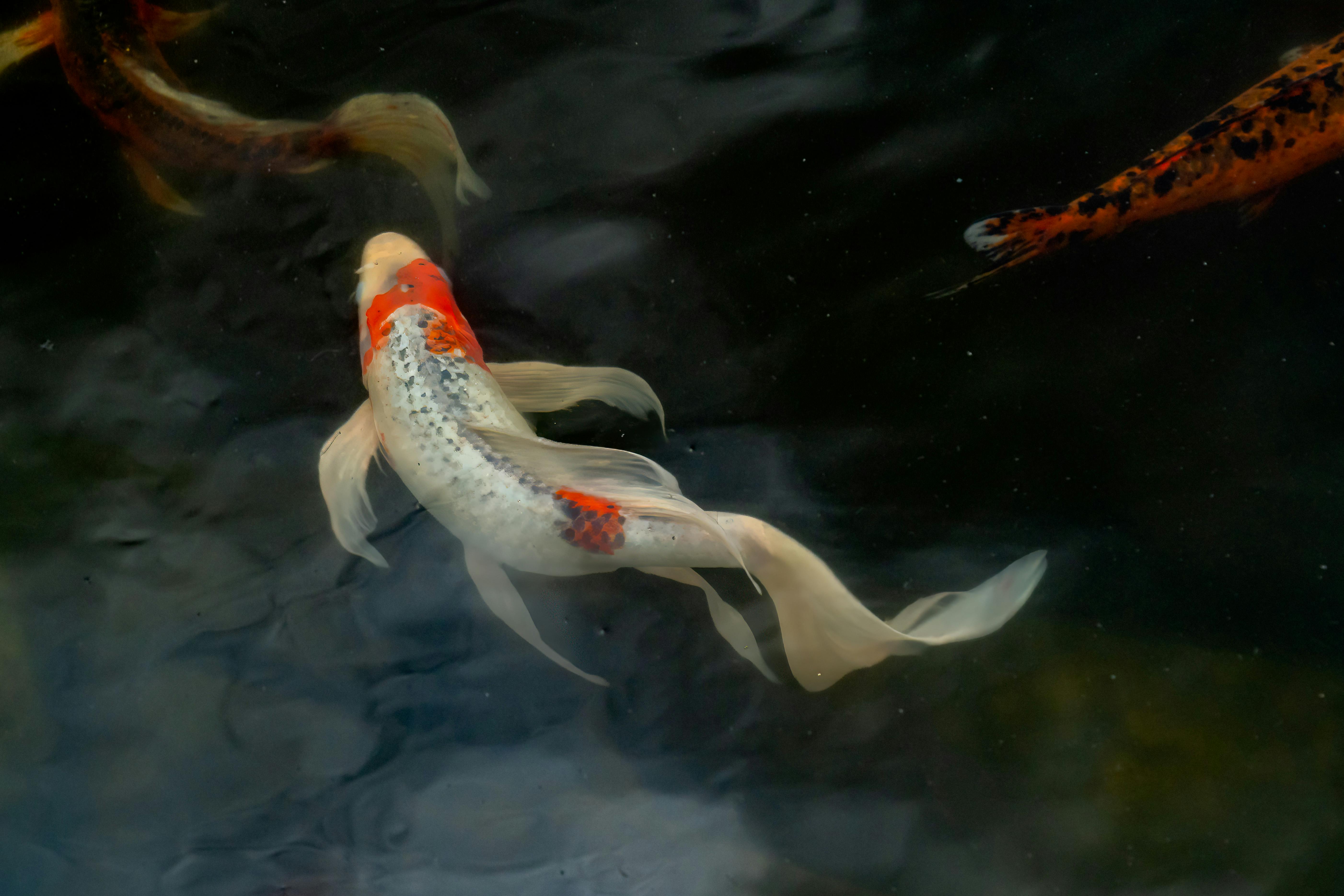 Colorful Koi Fish Swimming Gracefully in Water · Free Stock Photo
