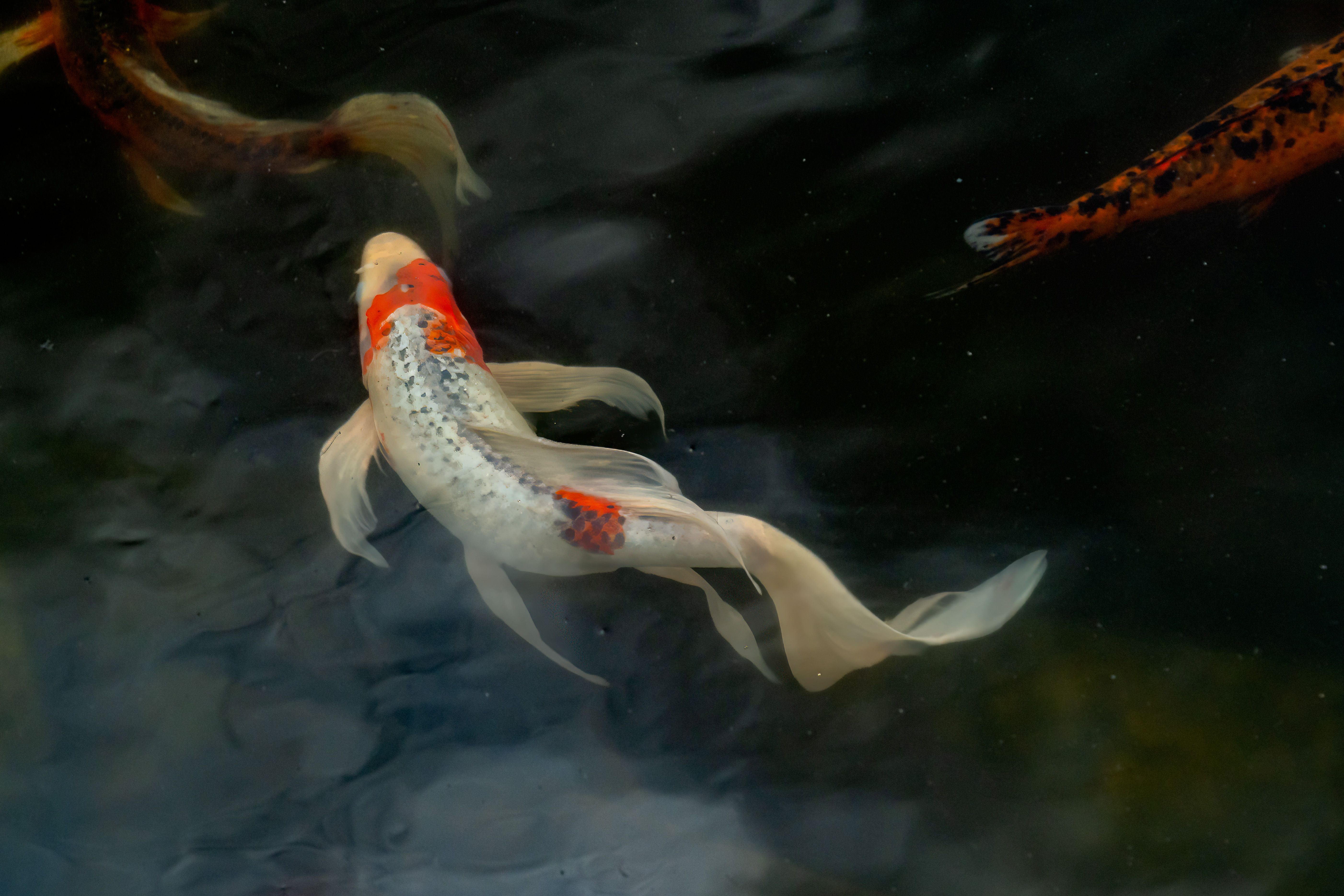 Färgglad Koi Fisk Som Simmar Graciöst I Vatten · Kostnadsfri bild
