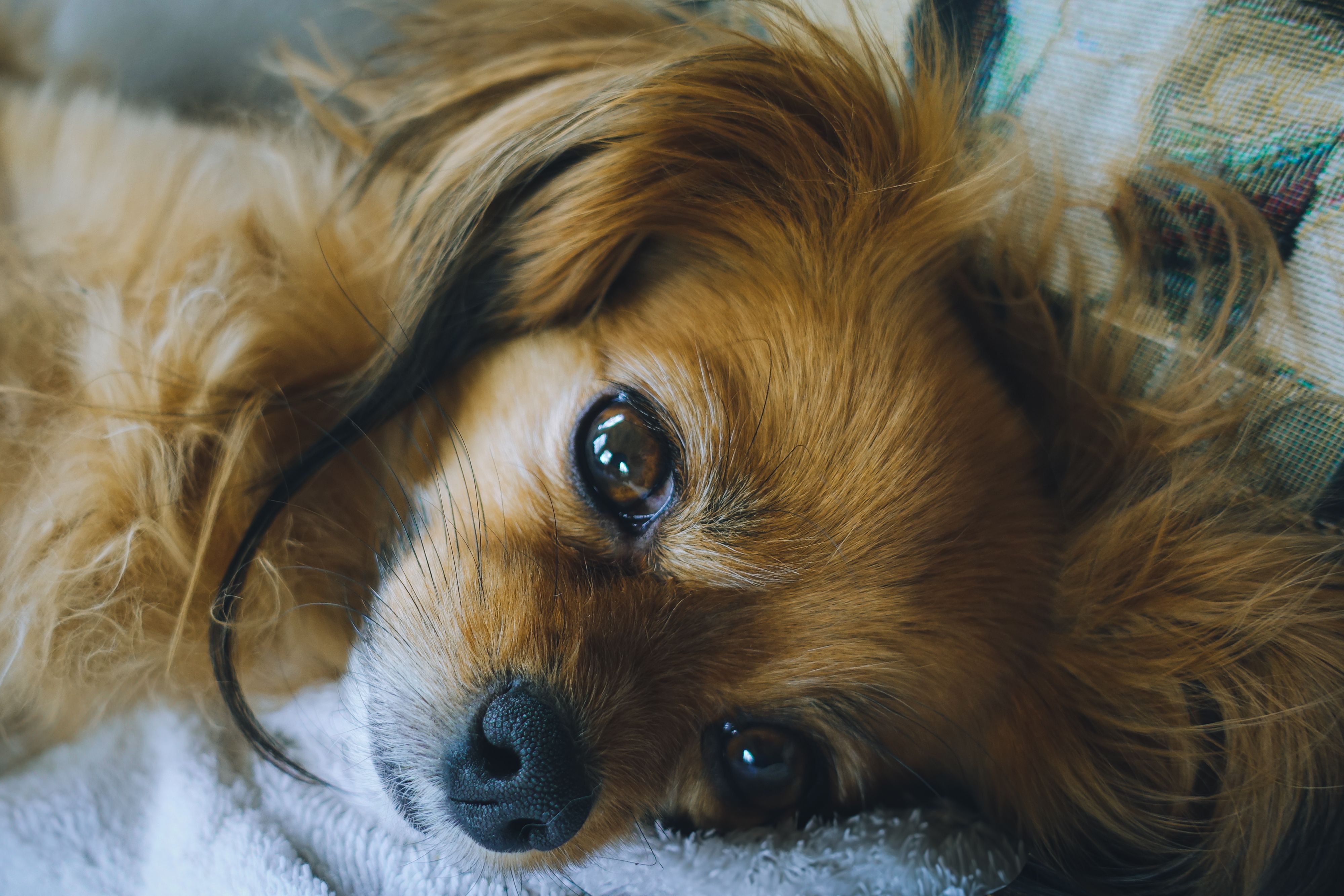 Close-Up Portrait of a Relaxed Dog on a Cozy Blanket · Free Stock Photo