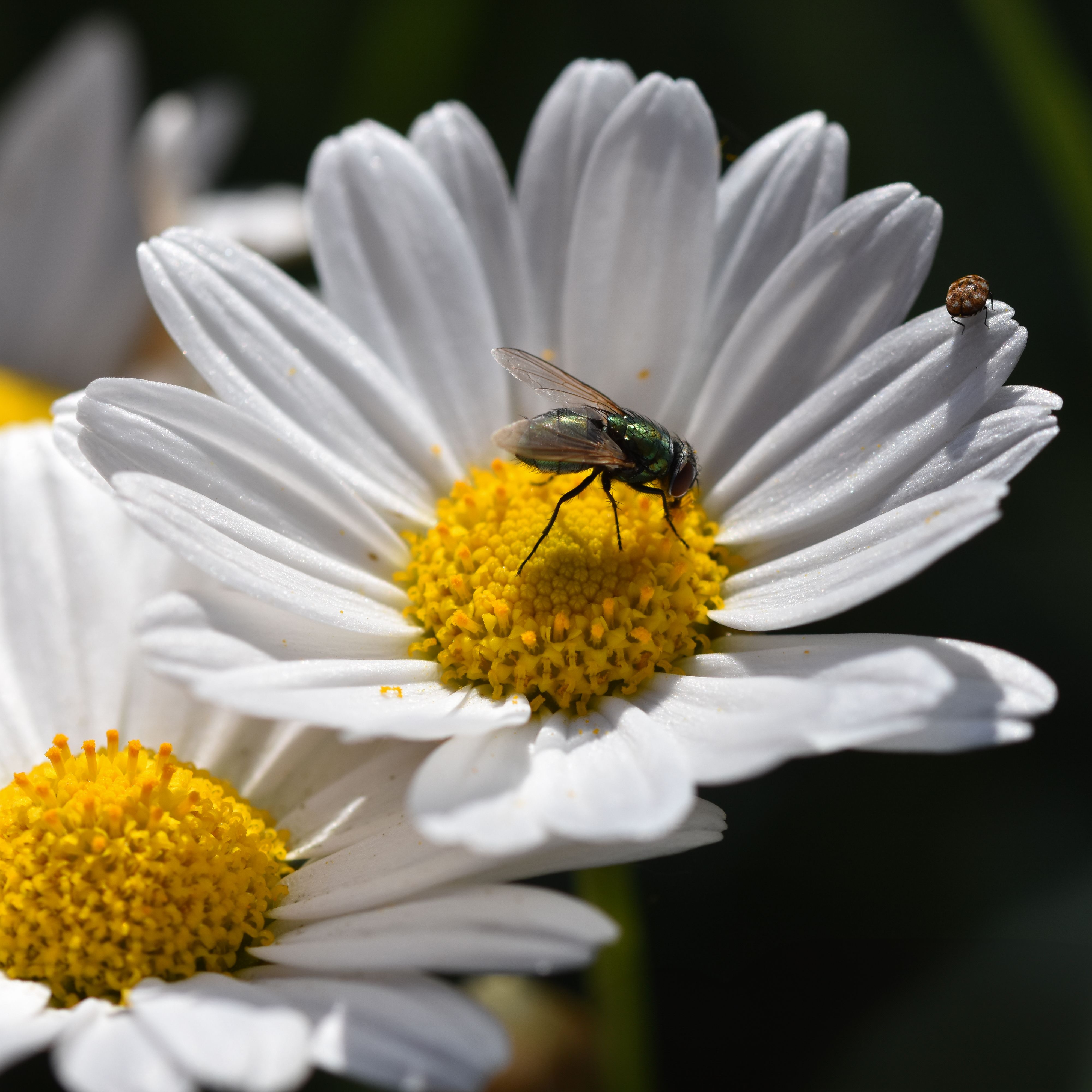 Close-up of Fly on Daisy Flower · Free Stock Photo