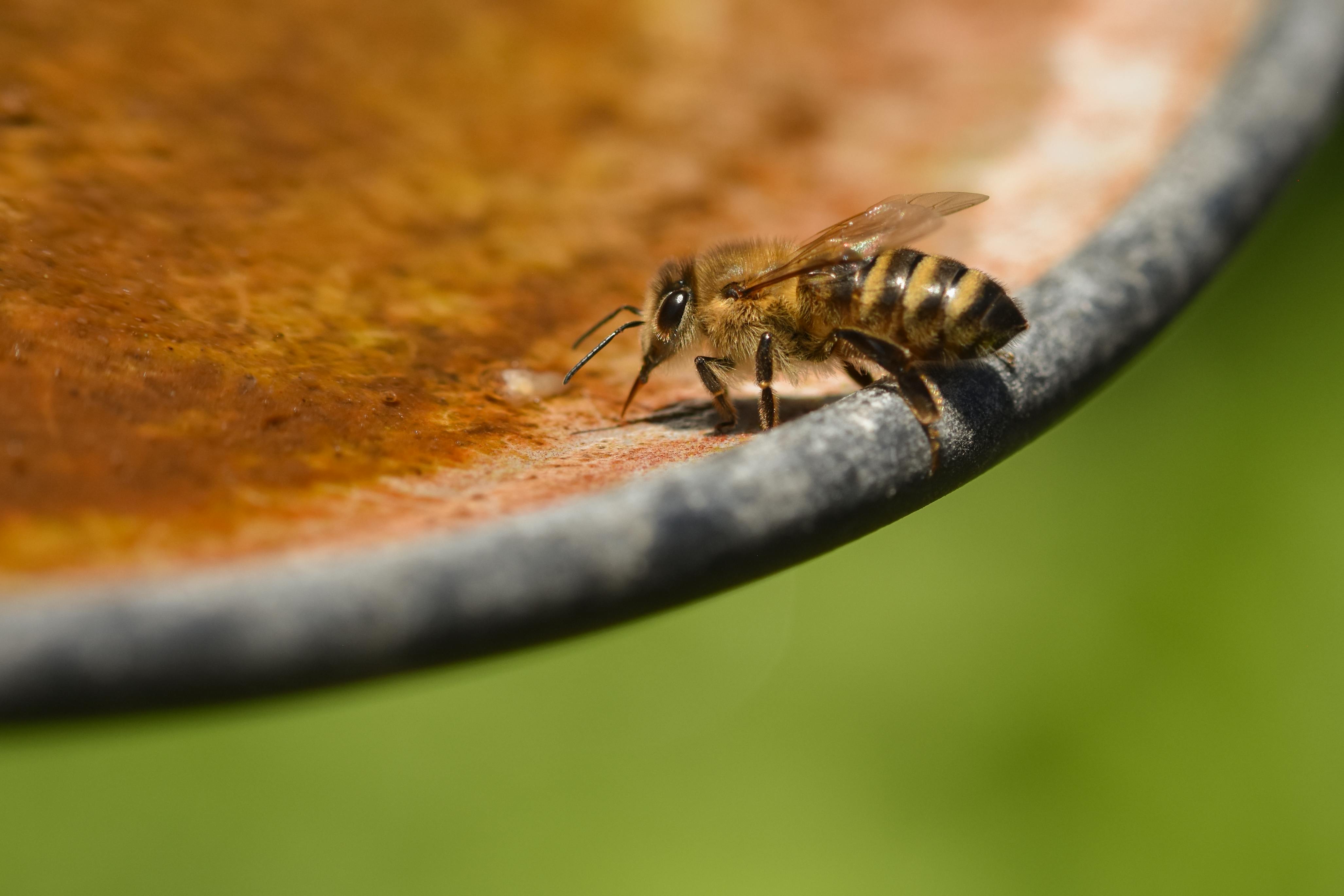 Water Pollination Photos, Download The BEST Free Water Pollination ...