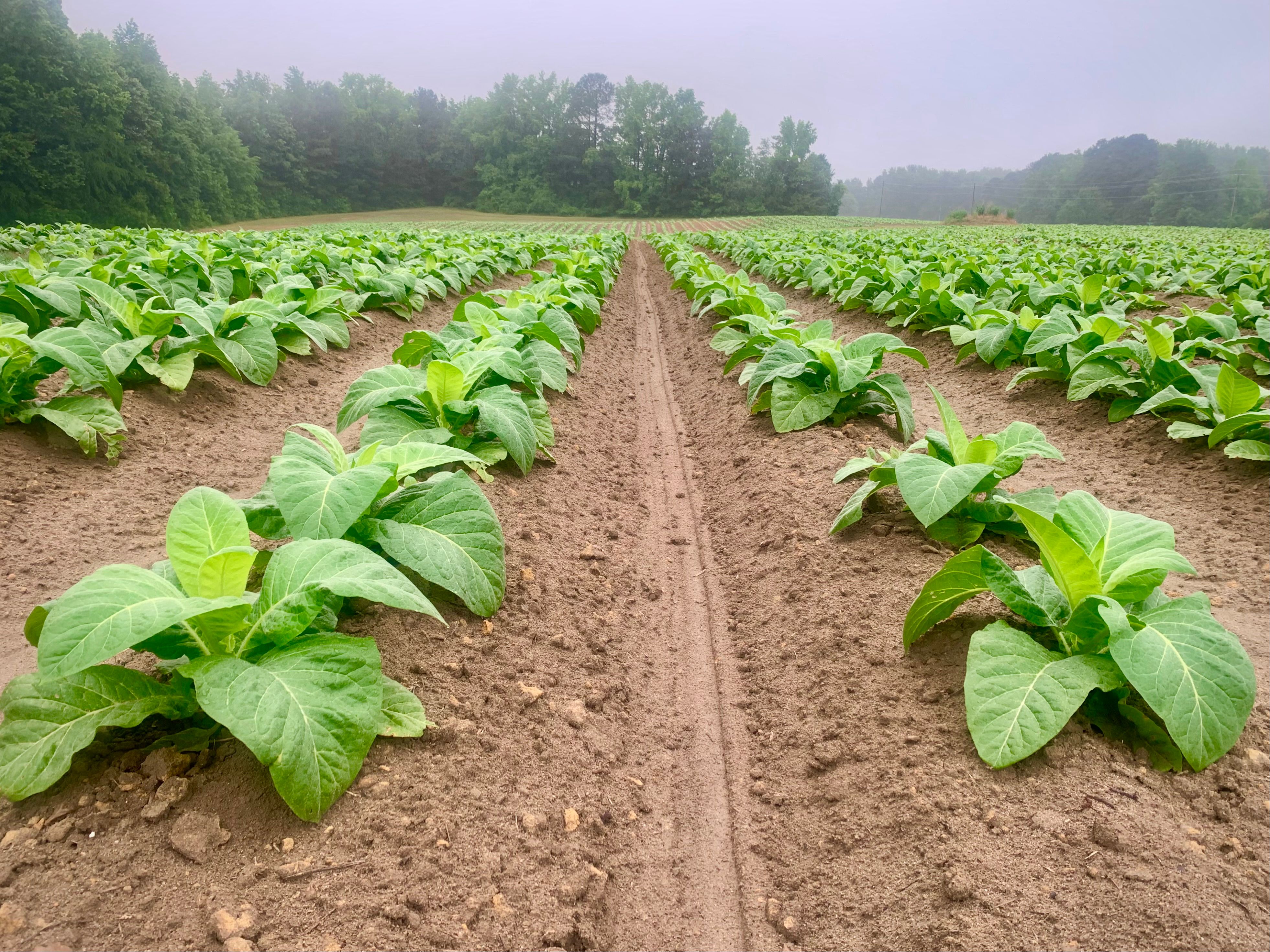Tobacco Photos, Download The BEST Free Tobacco Stock Photos & HD Images
