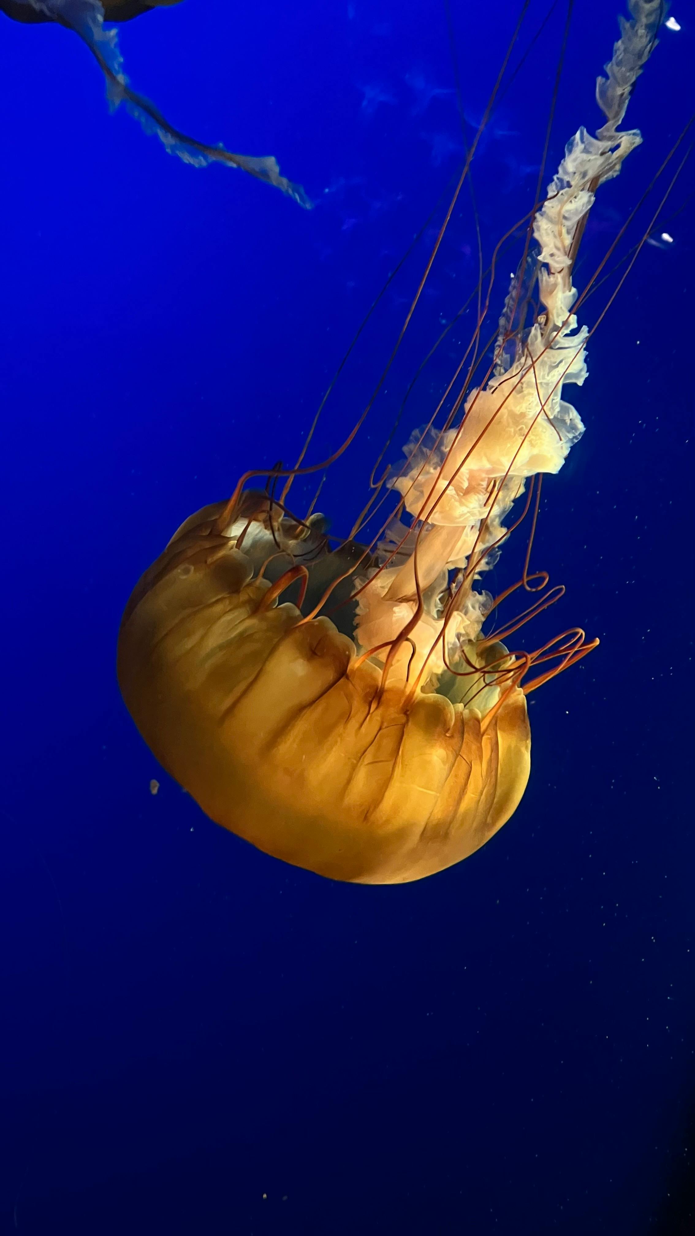 Underwater Jellyfish Photos, Download The BEST Free Underwater ...