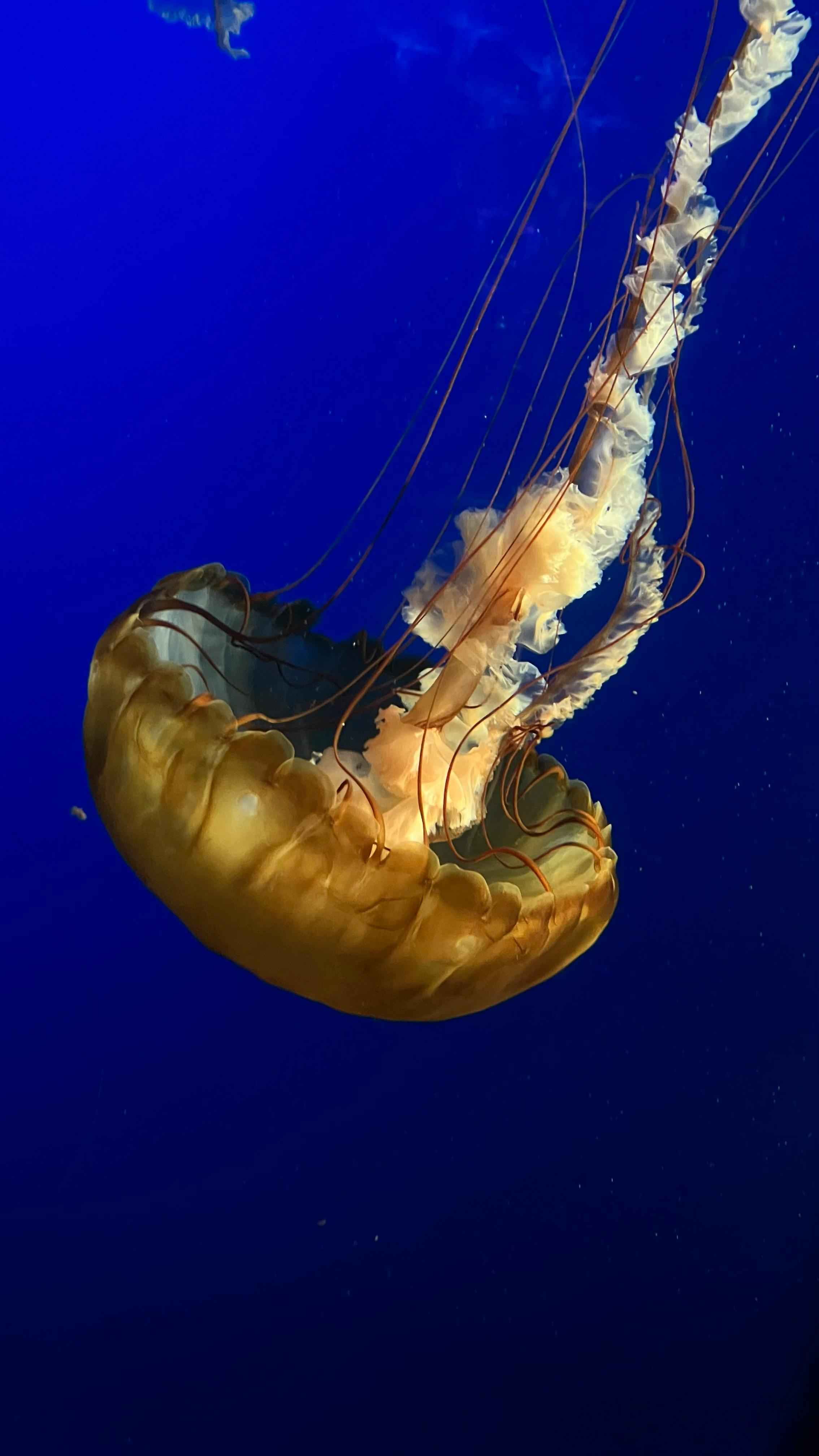 Gelt Transparent Photos, Download The BEST Free Gelt Transparent Stock ...