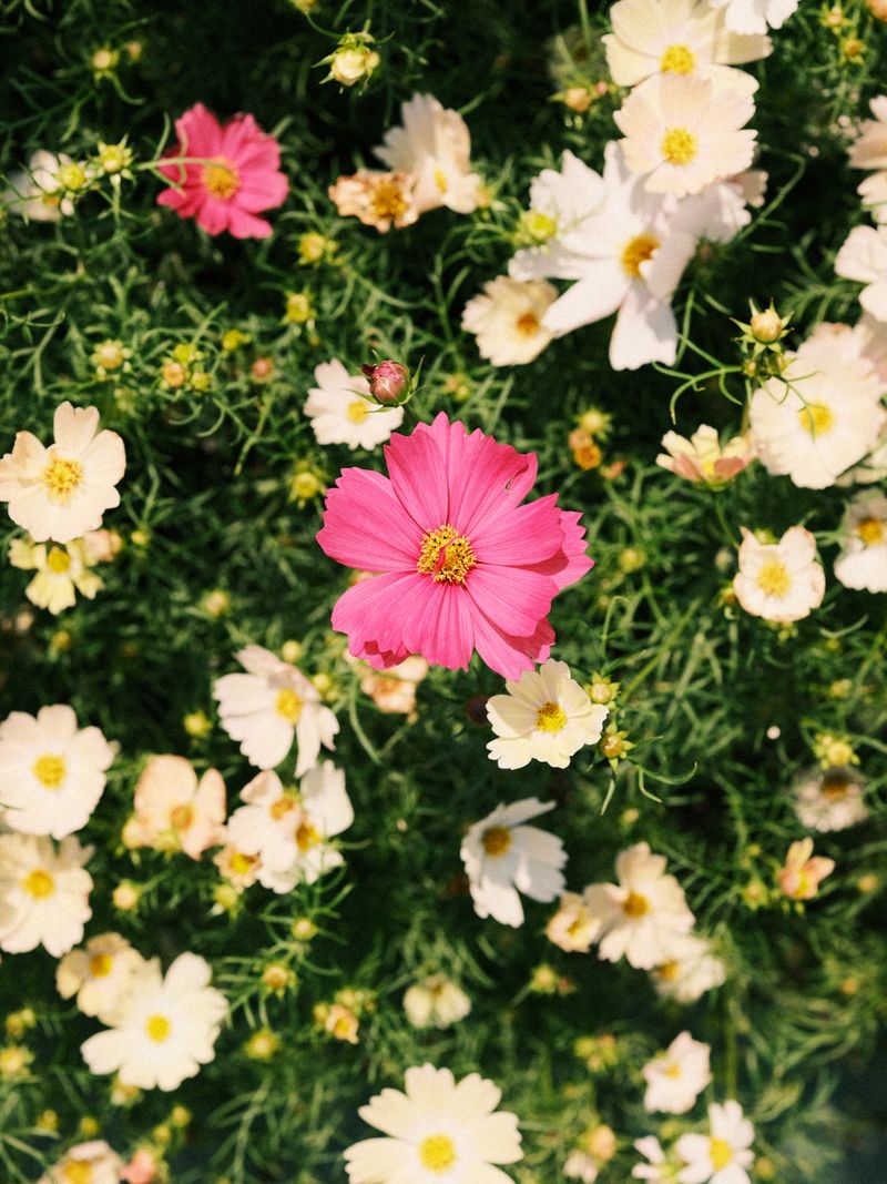 Flower Landscape Photos, Download The BEST Free Flower Landscape Stock ...