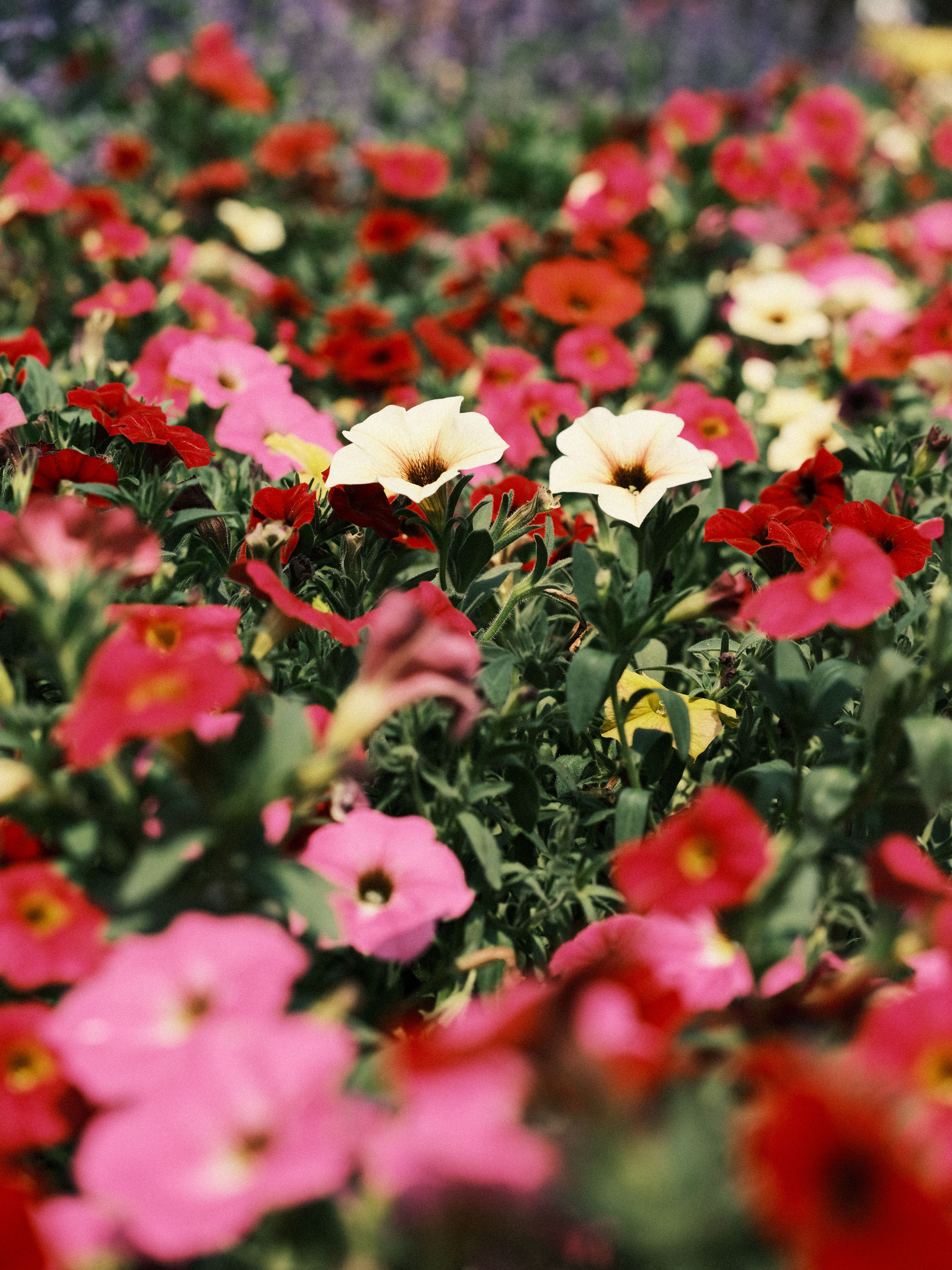 Vibrant Colorful Petunias in Bloom in a Garden · Free Stock Photo