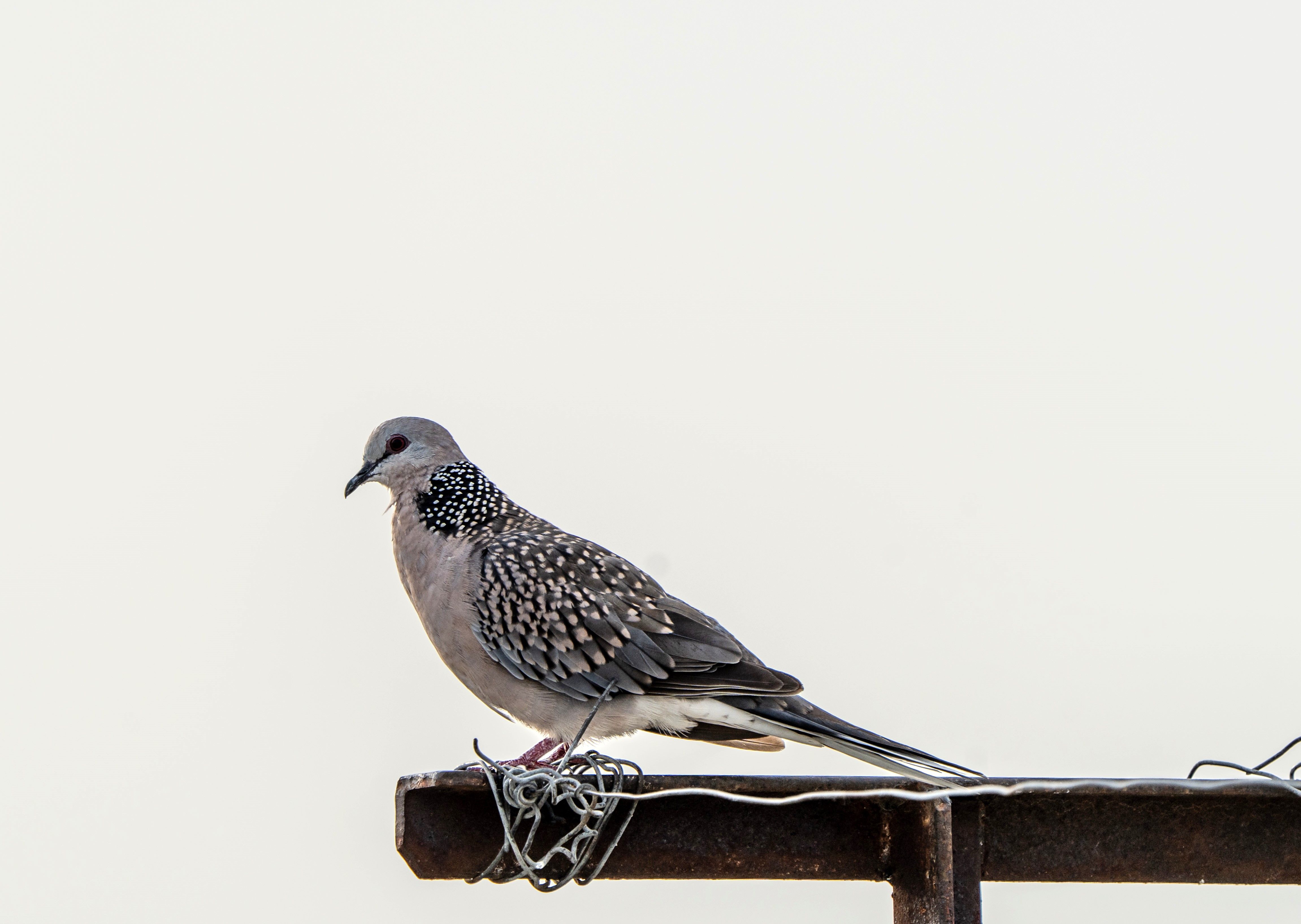 Dove Forms Photos, Download The BEST Free Dove Forms Stock Photos & HD ...