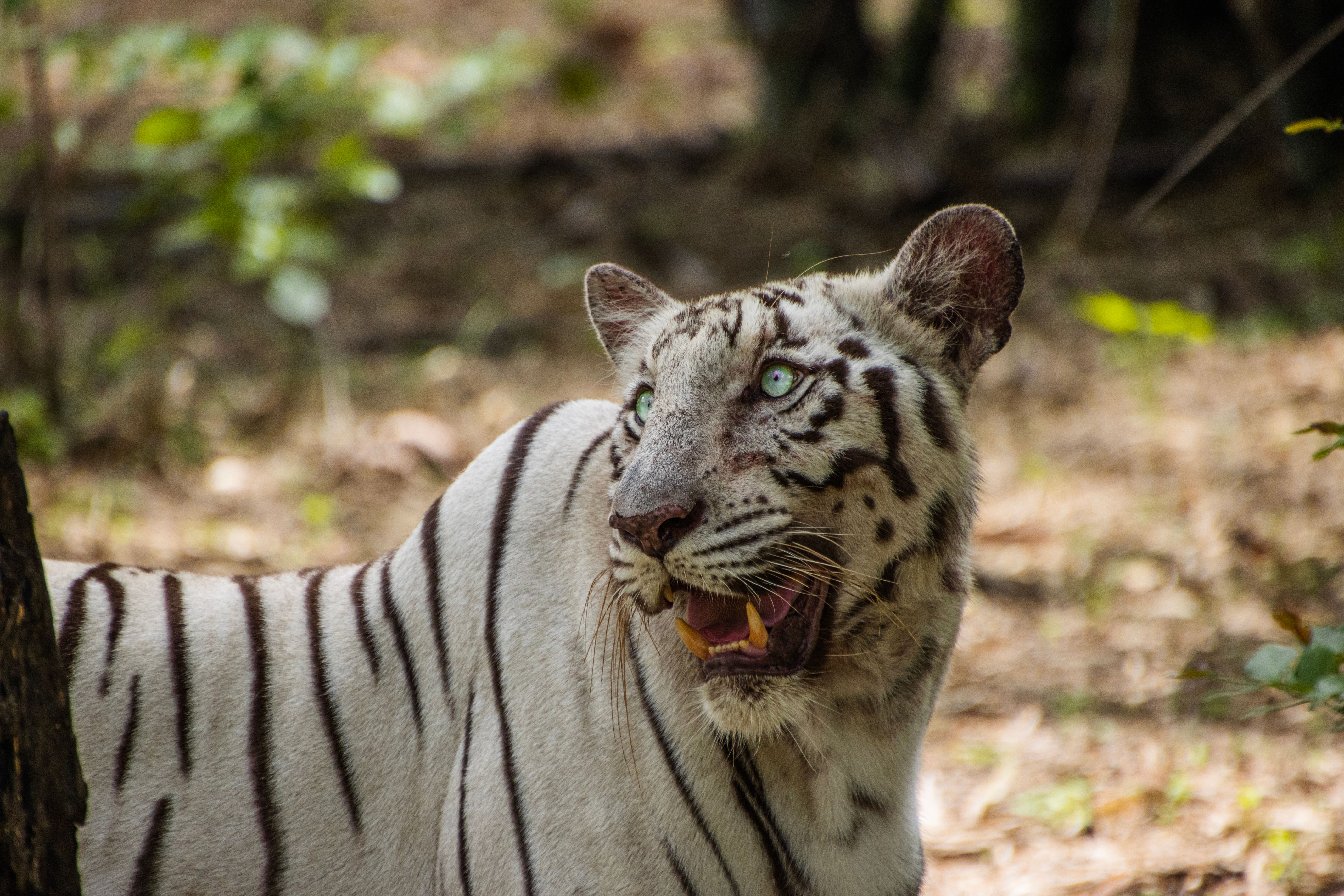 White tiger in natural habitat, India · Free Stock Photo