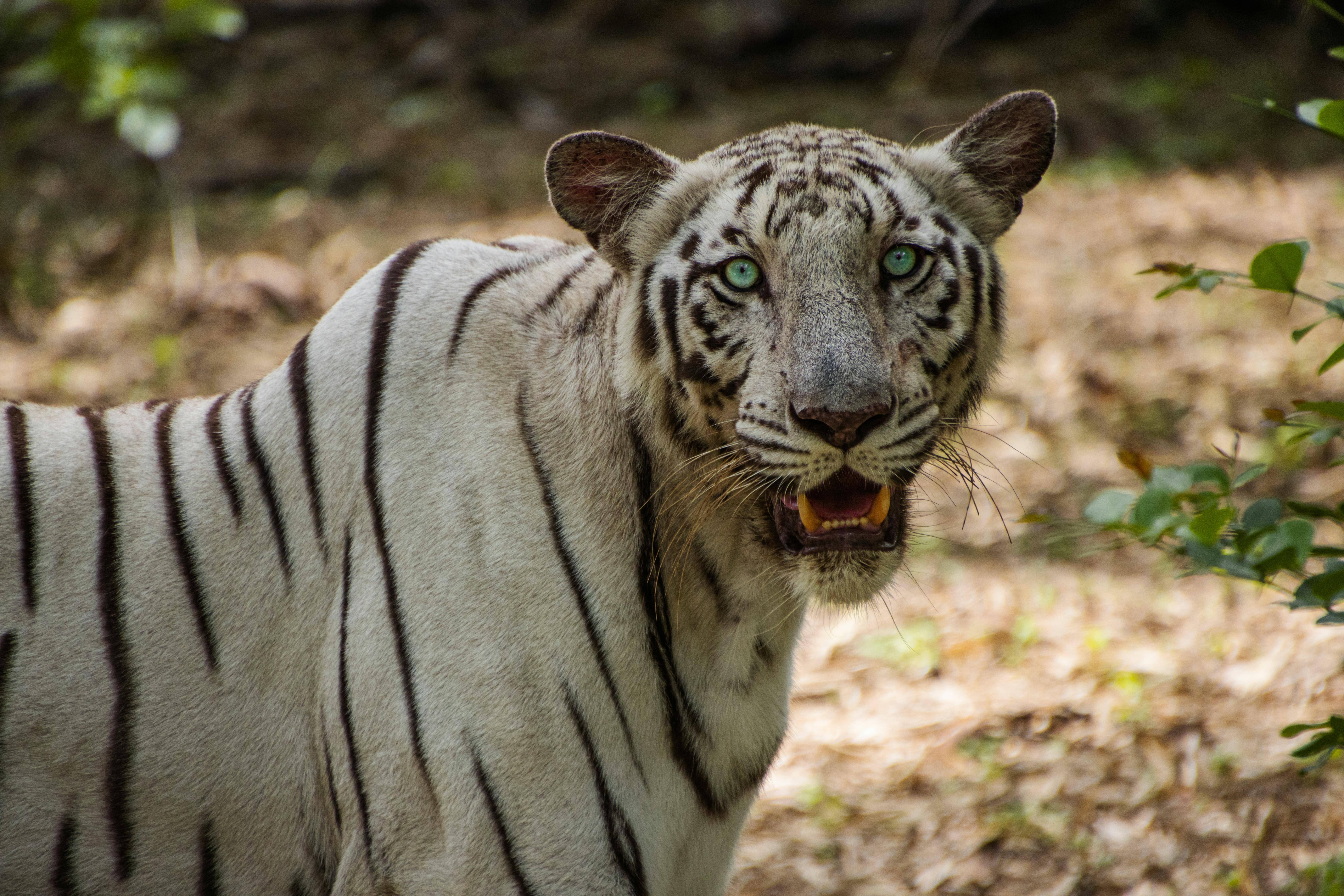 Tiger Heli Photos, Download The BEST Free Tiger Heli Stock Photos & HD ...