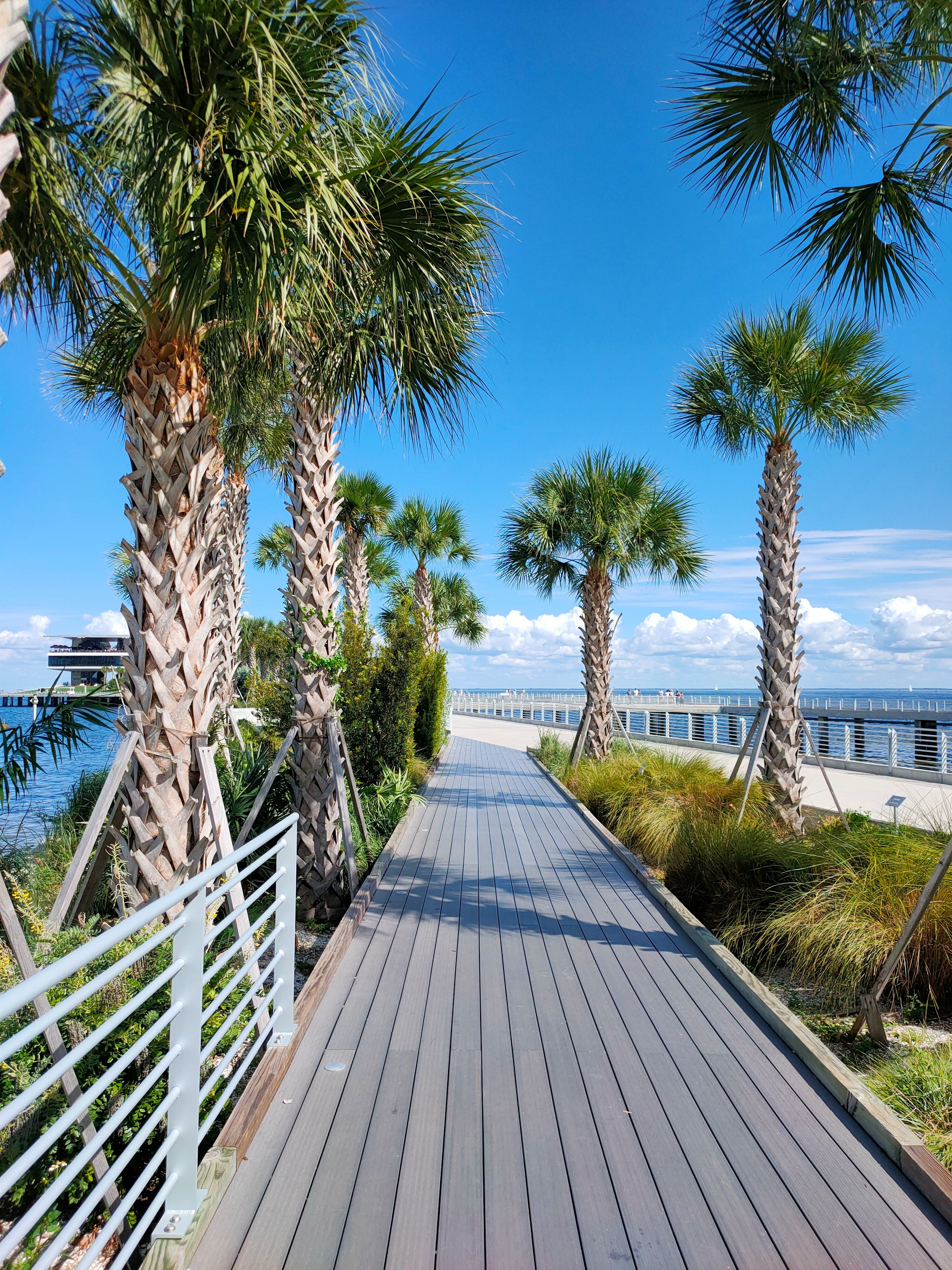 Scenic Palm-Lined Promenade in St. Petersburg · Free Stock Photo