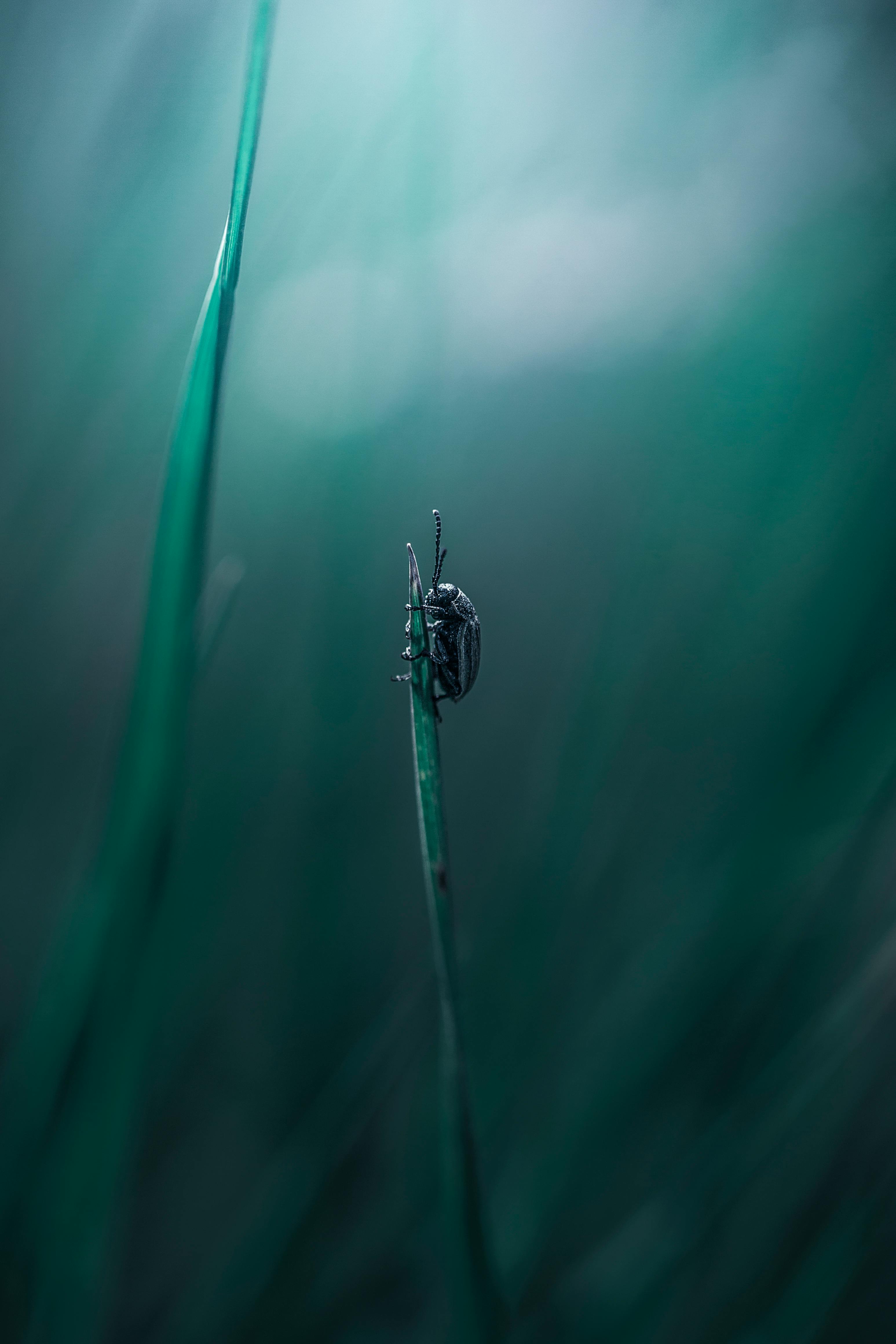 Creature Photos, Download The BEST Free Creature Stock Photos & HD Images