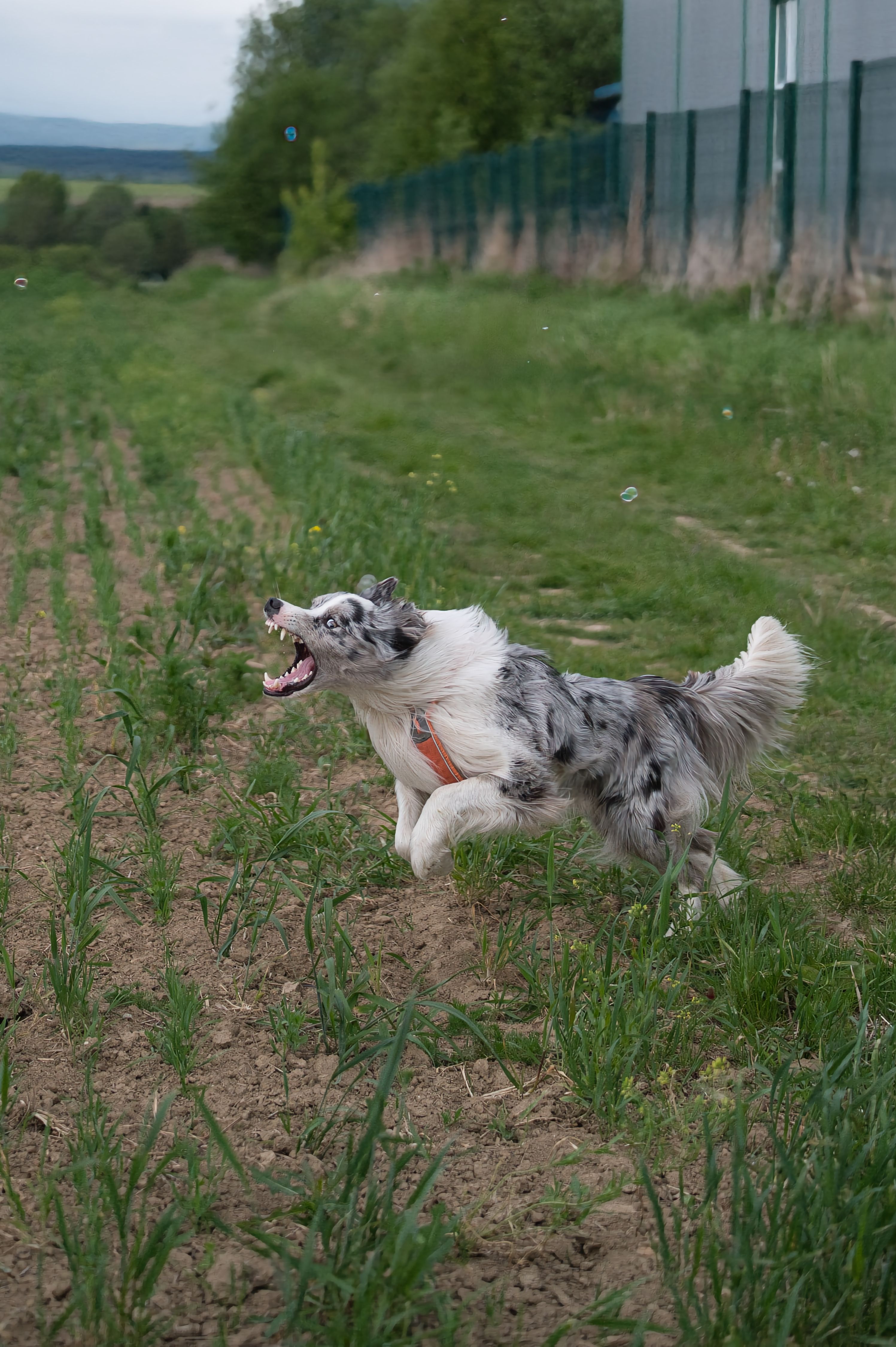 Energetic Border Collie Playing Outdoors · Free Stock Photo