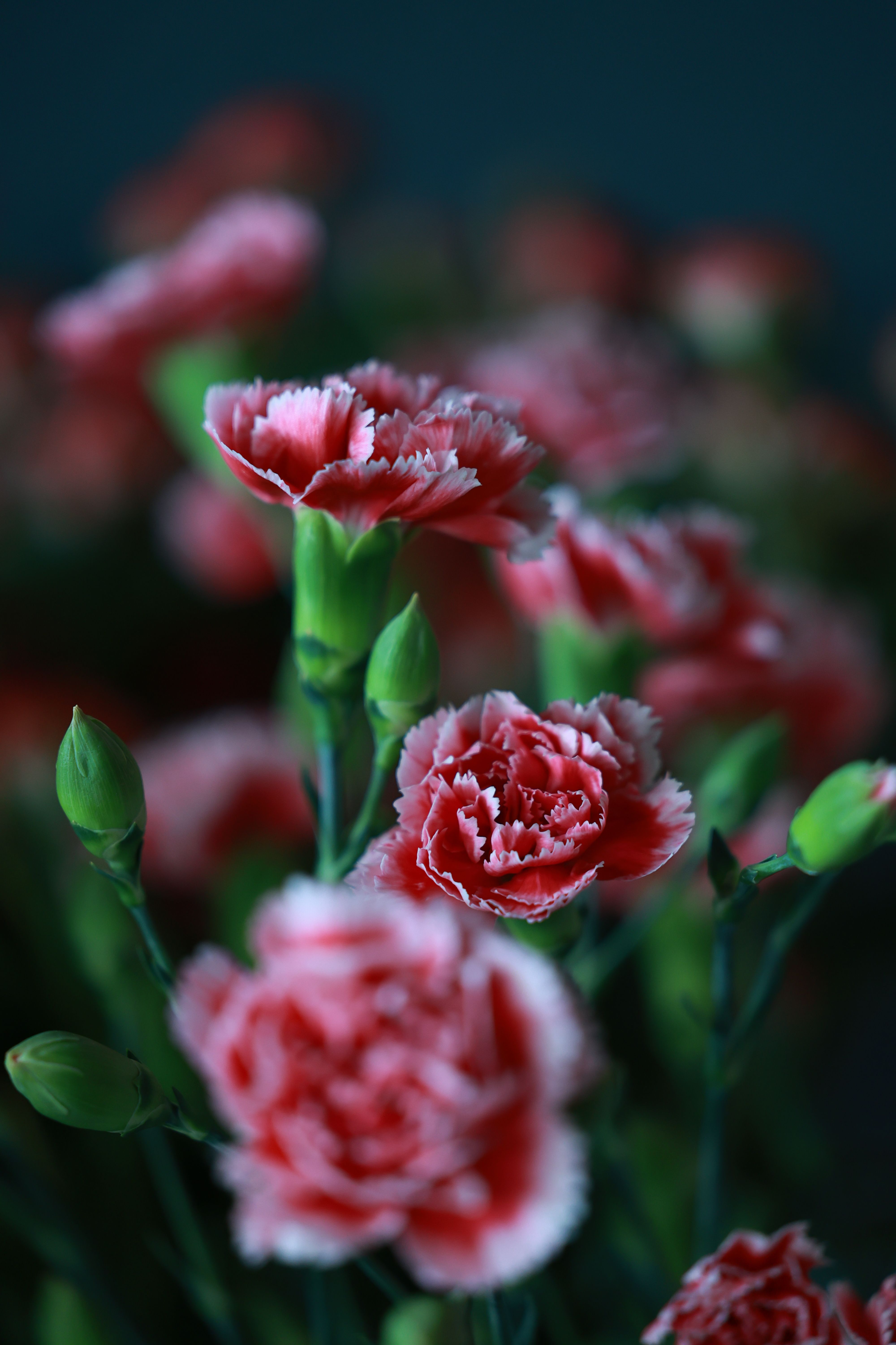 Close-up of Vibrant Red Carnations in Bloom · Free Stock Photo