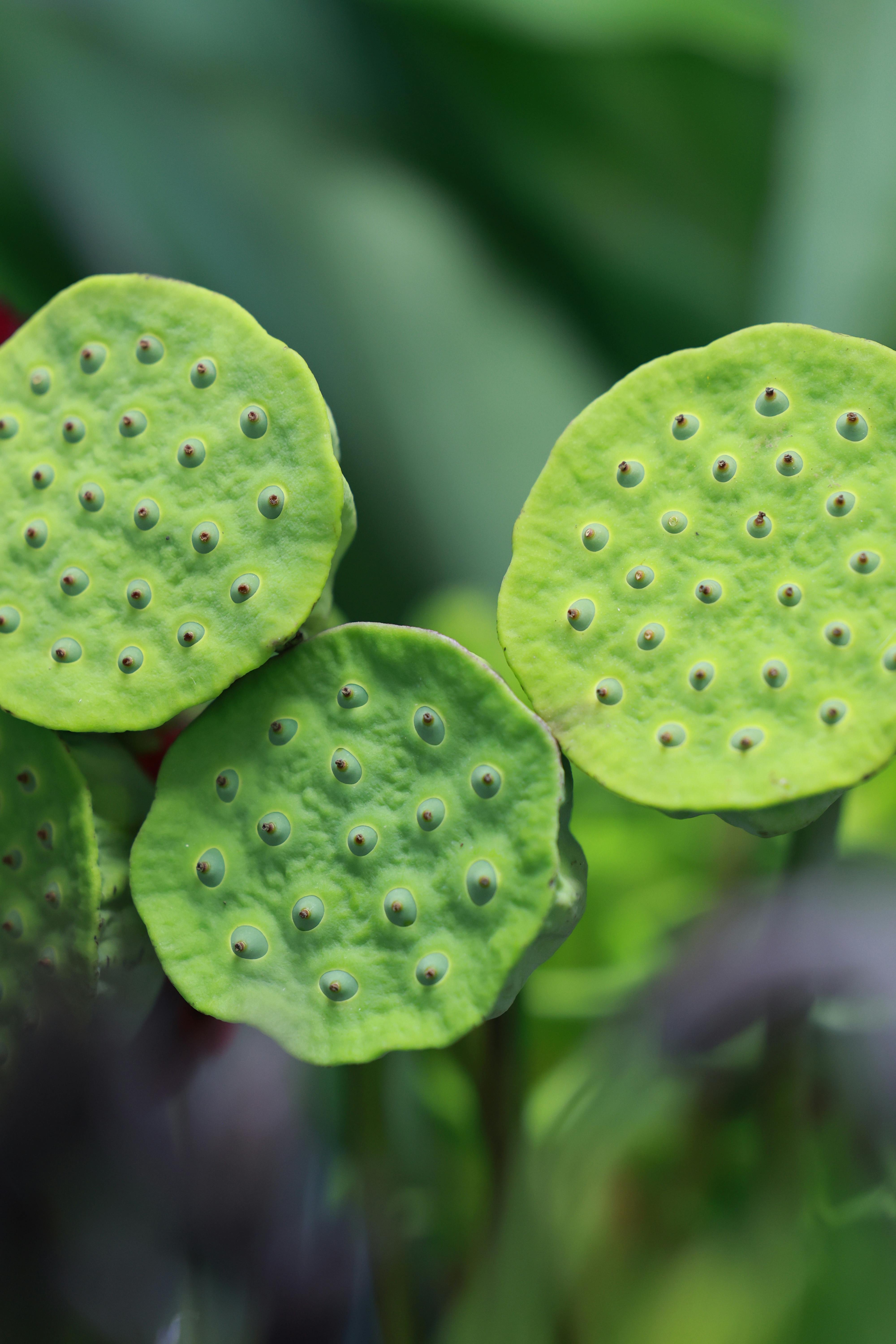 Close-Up of Lotus Seed Pod with Green Background · Free Stock Photo
