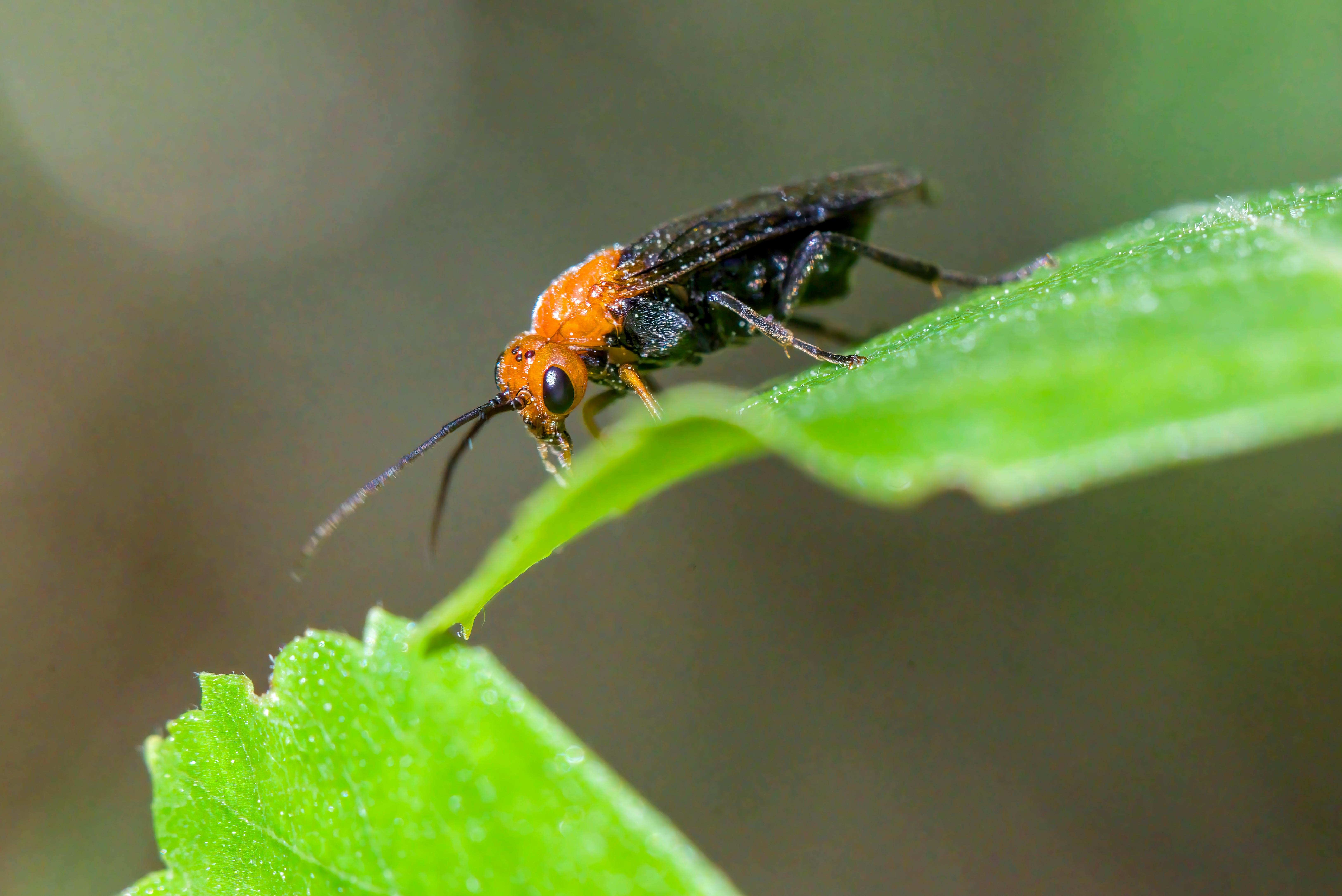 Insekten Pest Photos, Download The BEST Free Insekten Pest Stock Photos ...