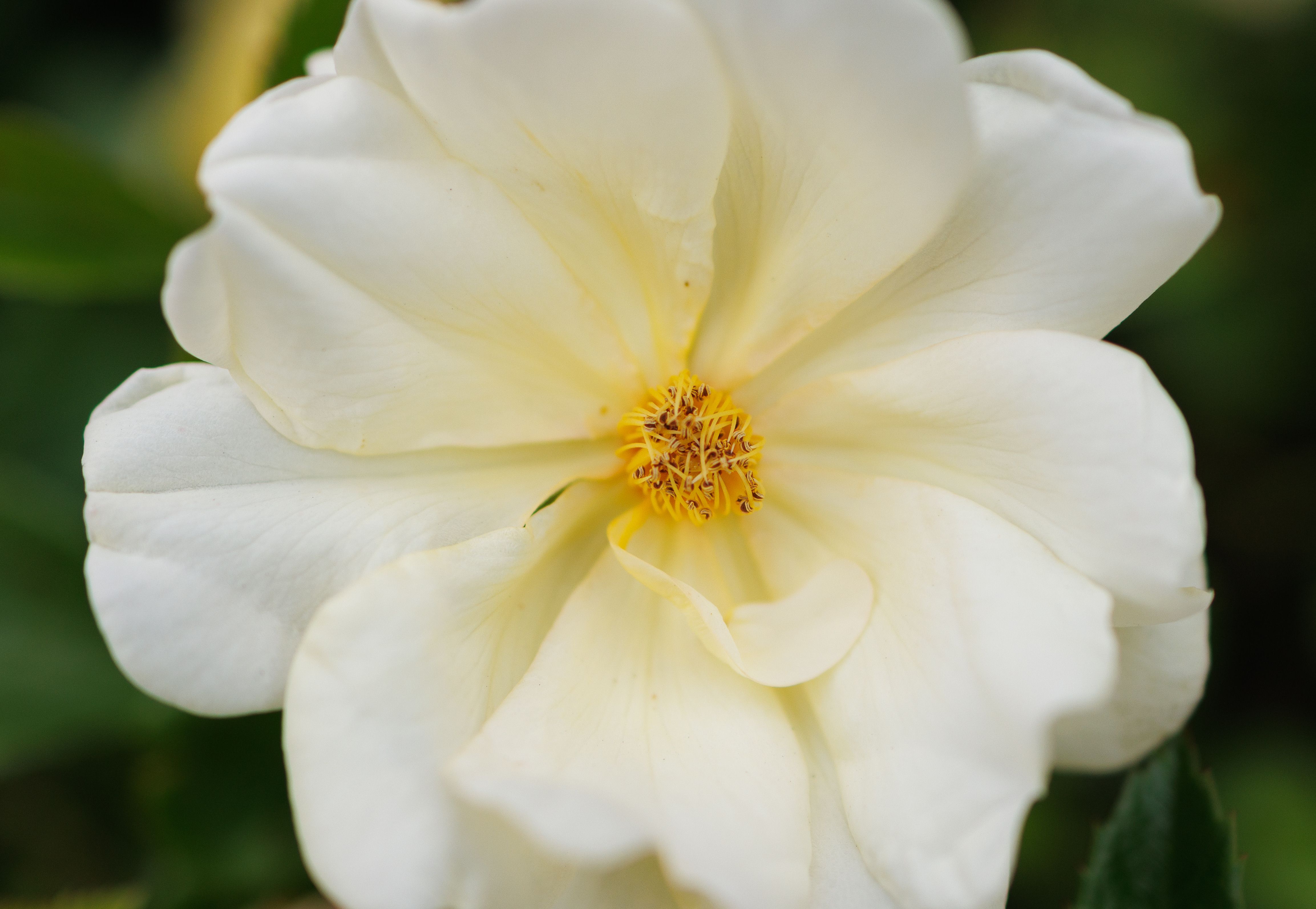 Close-Up of Blooming White Rose Flower · Free Stock Photo