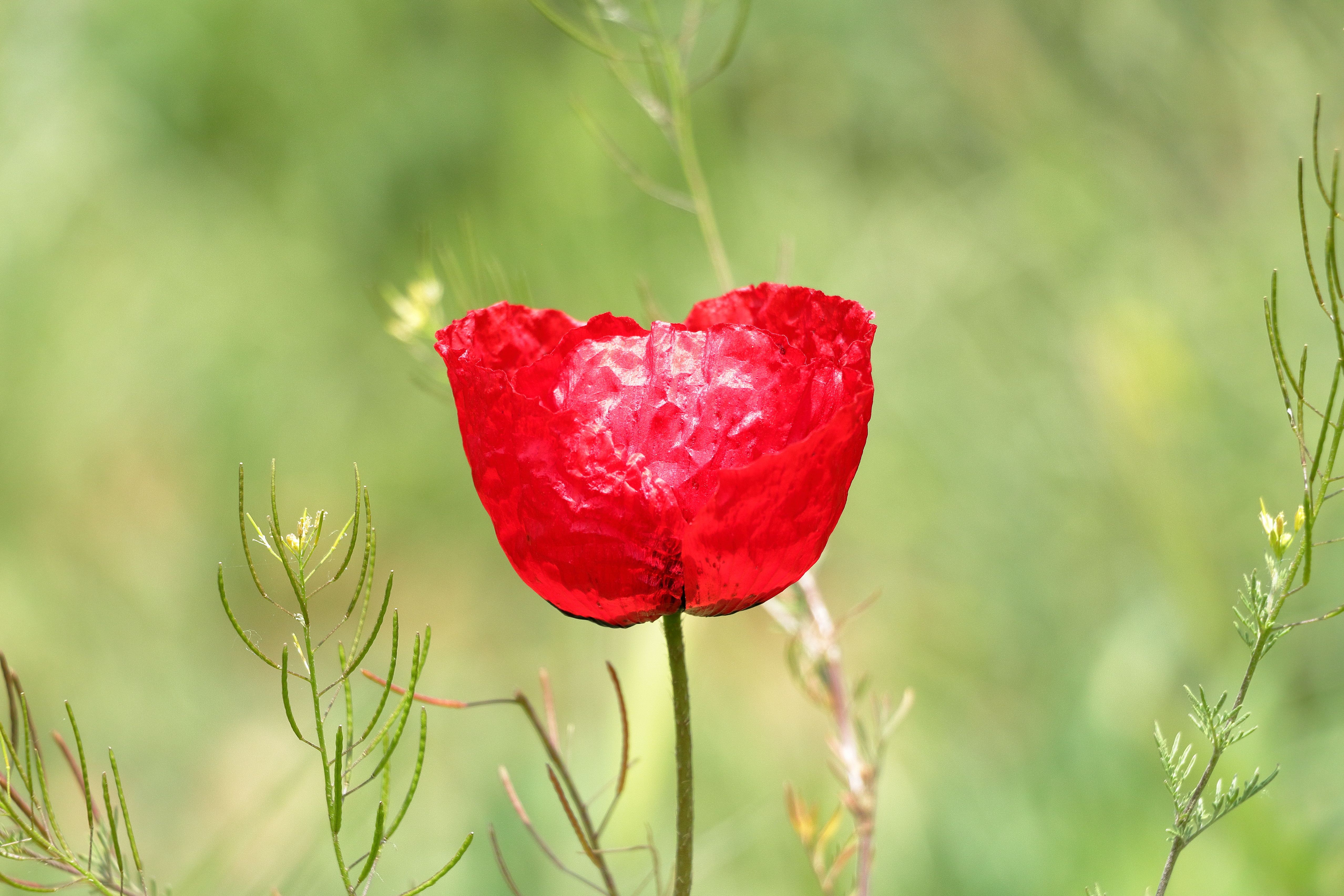 Flower Landscape Photos, Download The BEST Free Flower Landscape Stock ...