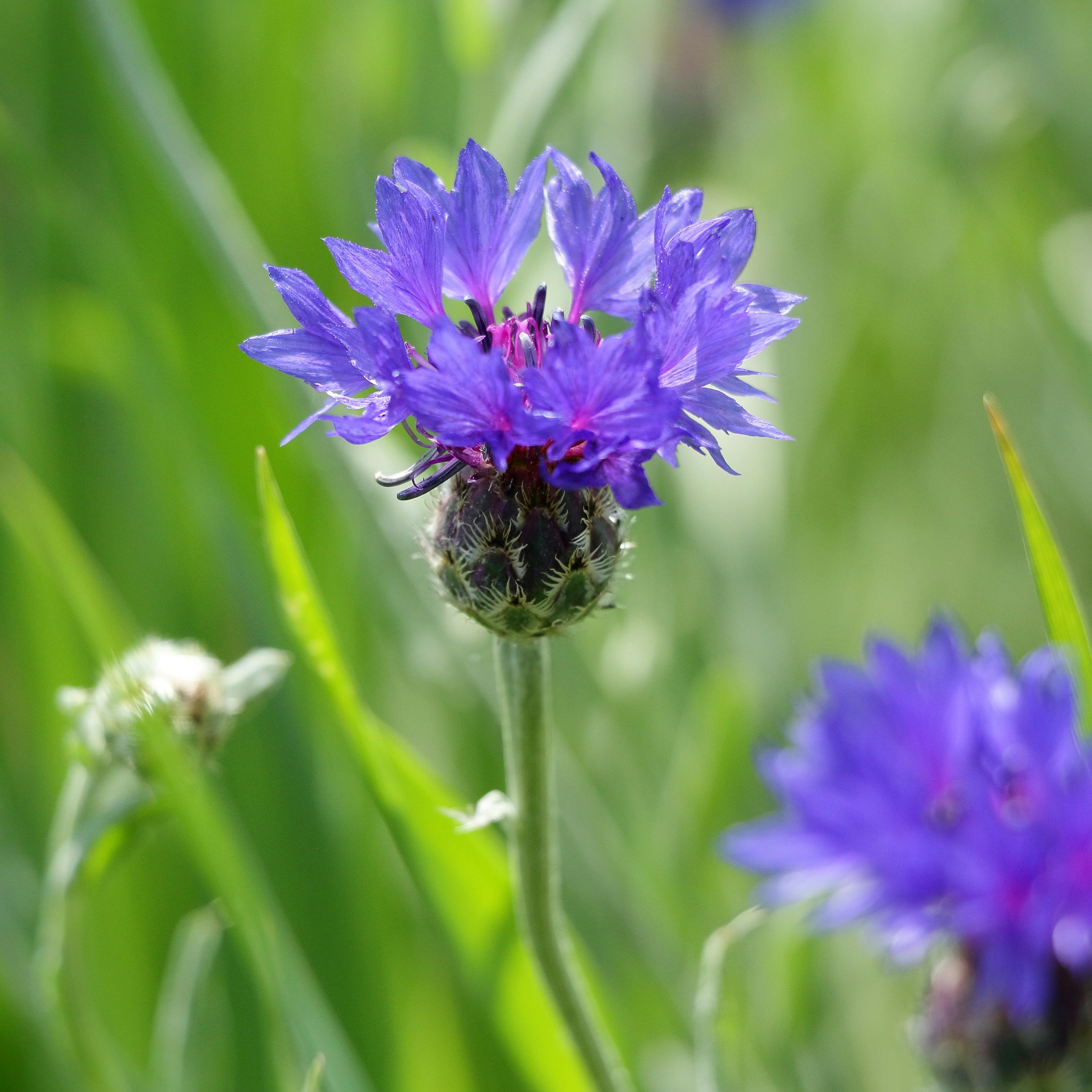 Beautiful Blue Cornflower in Bloom · Free Stock Photo