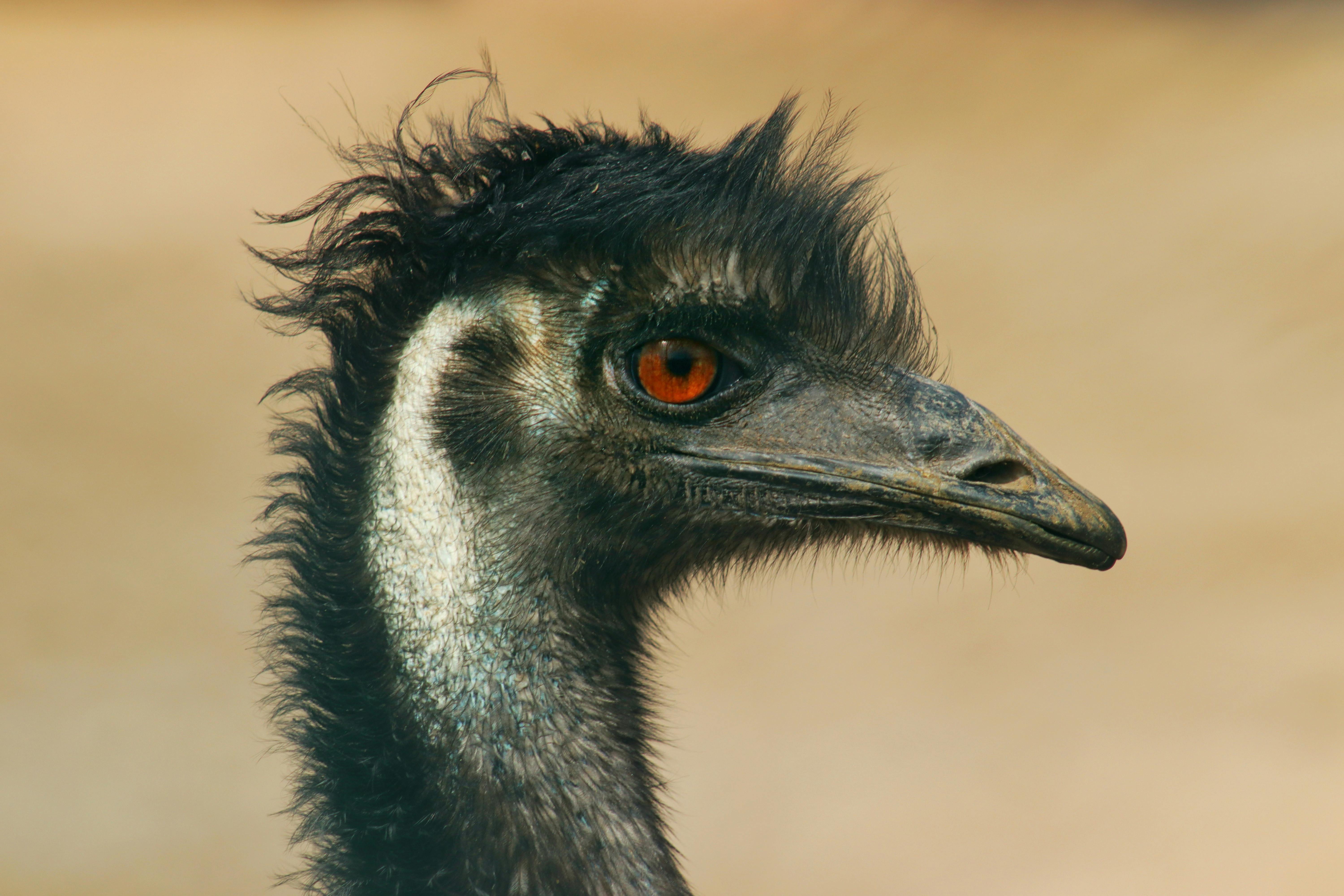 Close-Up Portrait of an Emu with Orange Eyes · Free Stock Photo