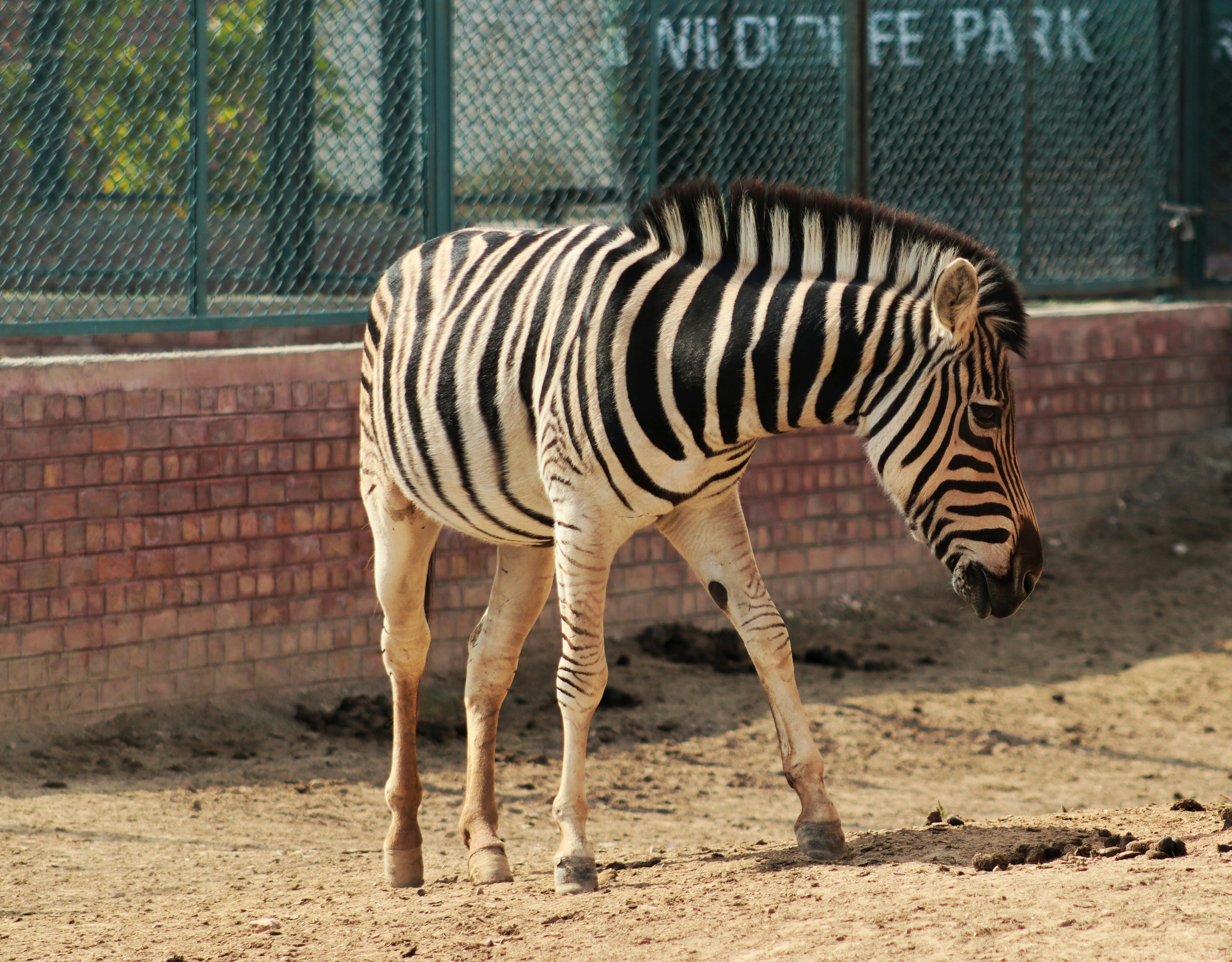 Zebra in Wildlife Park Enclosure During Day · Free Stock Photo