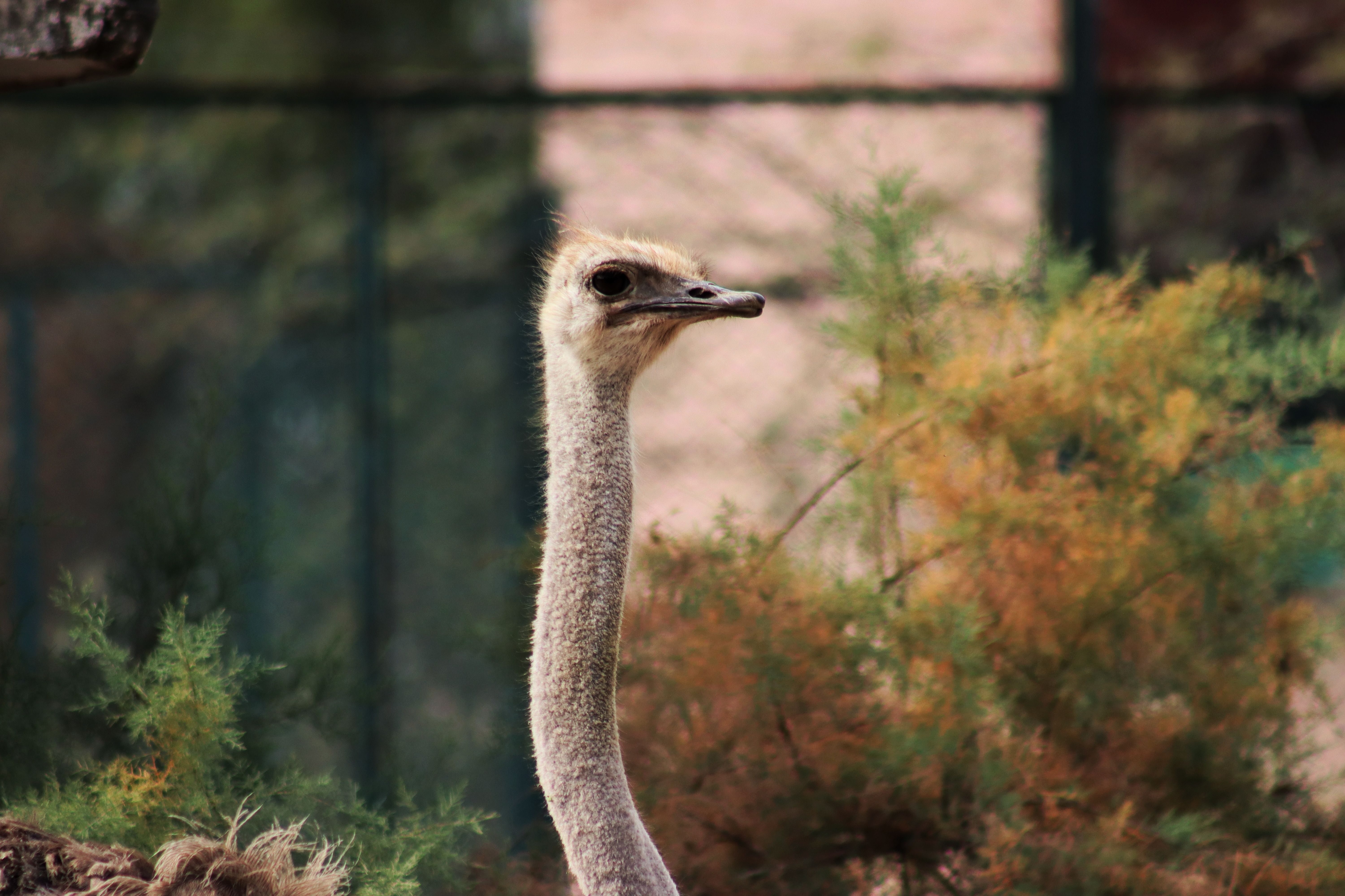 Free Lama Photos, Download The BEST Free Free Lama Stock Photos & HD Images