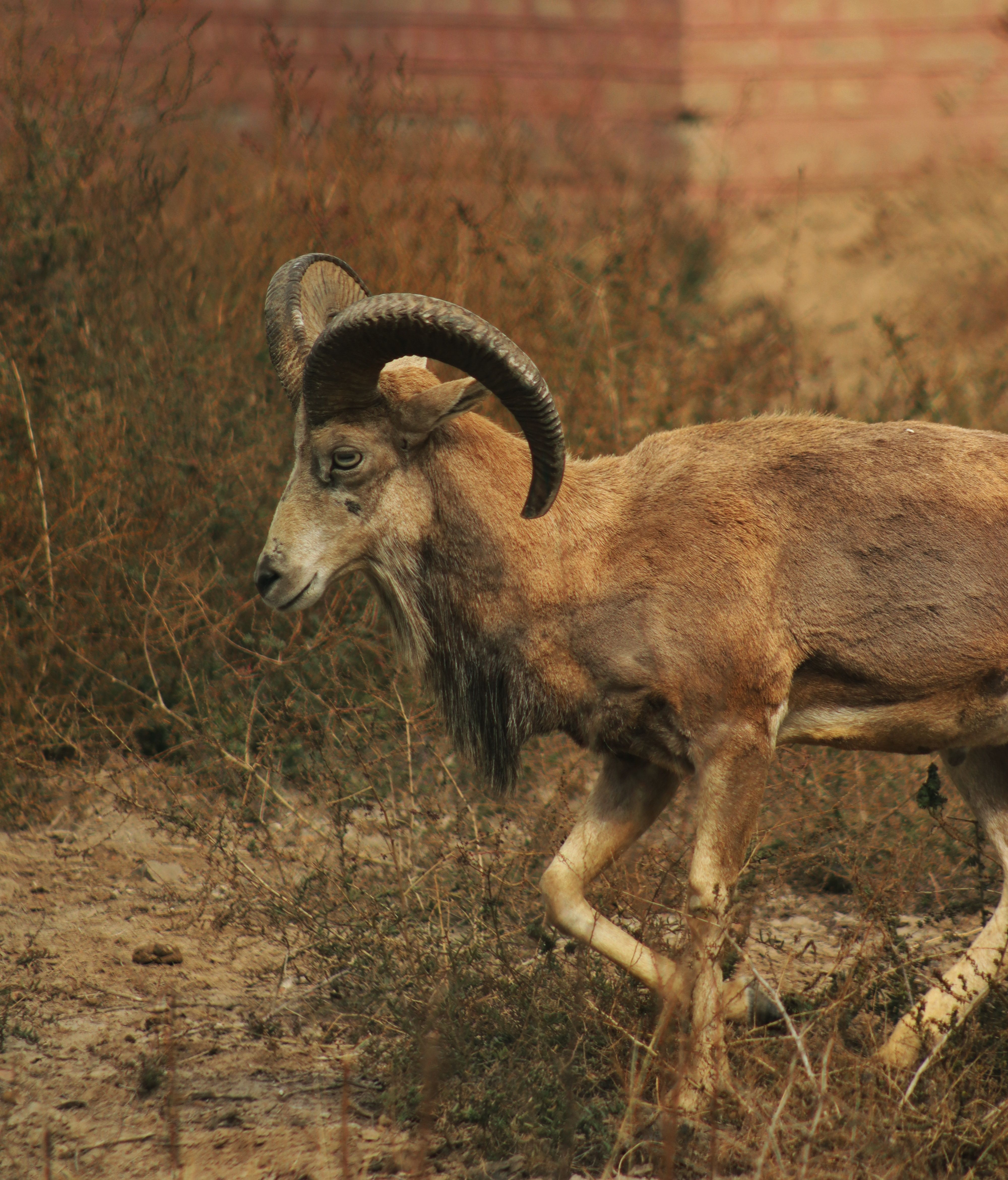 Wild Goat in Natural Habitat with Curved Horns · Free Stock Photo
