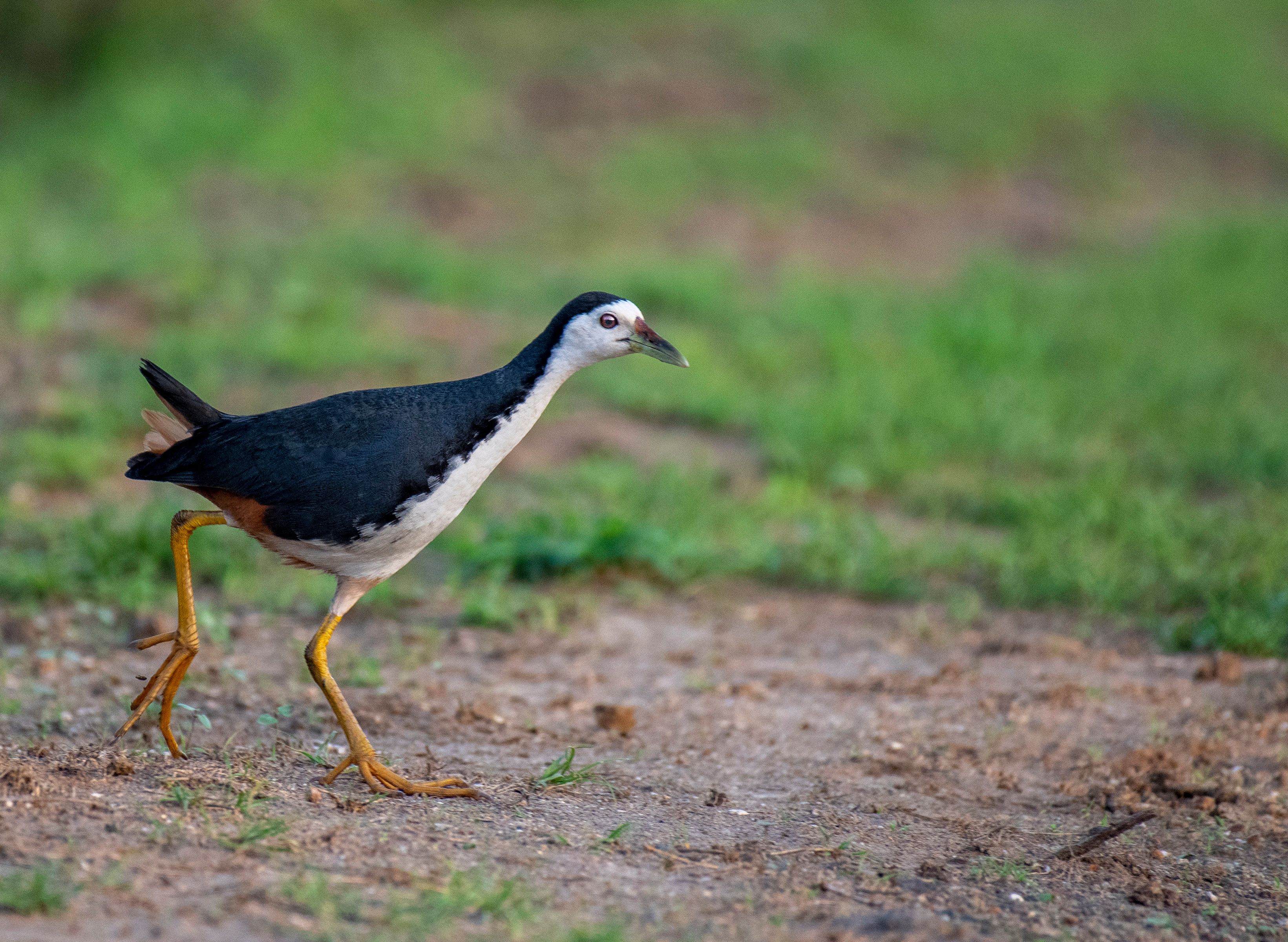 White-breasted Waterhen in Natural Habitat · Free Stock Photo