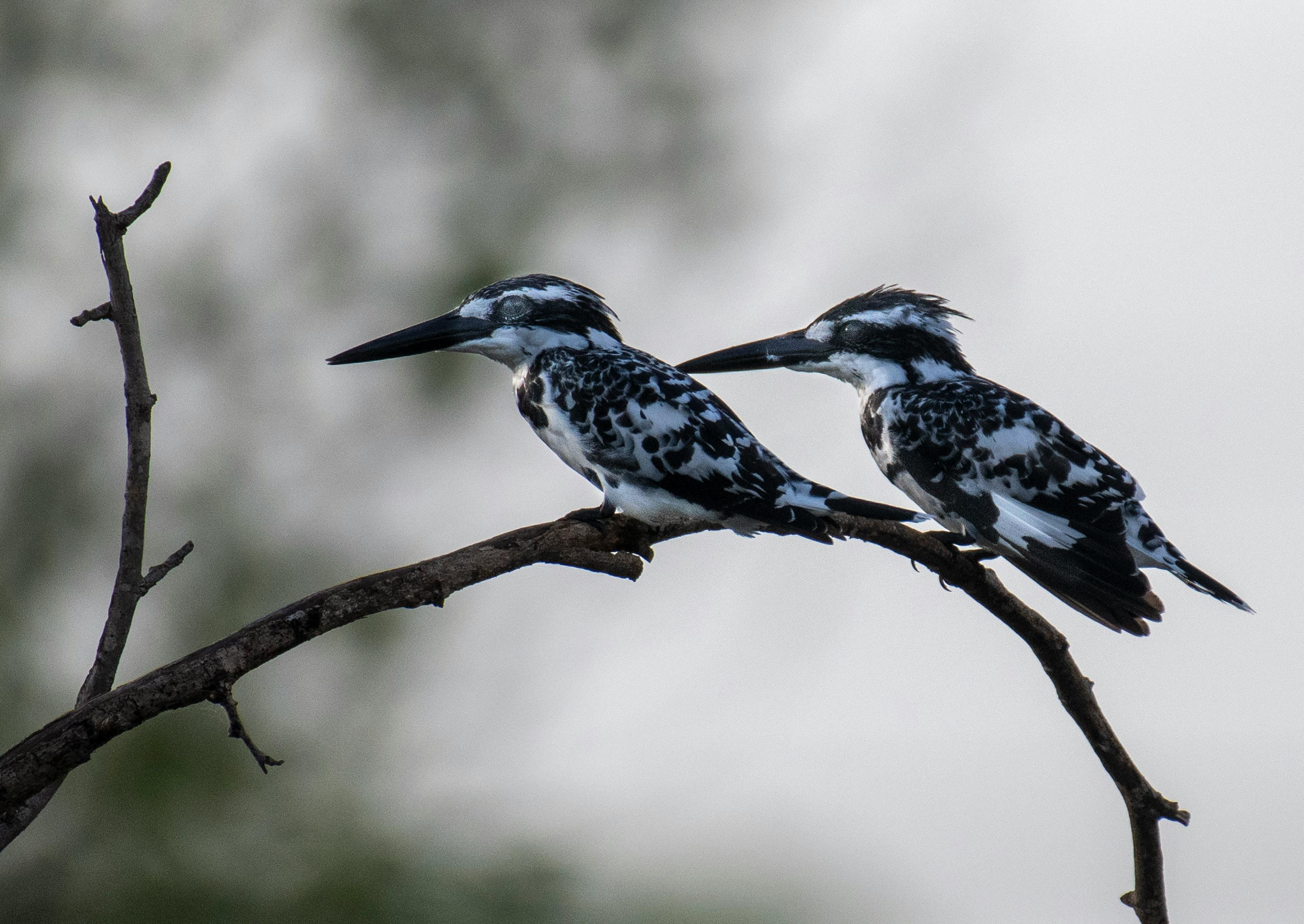 Beautiful Pied Kingfishers on a Branch · Free Stock Photo
