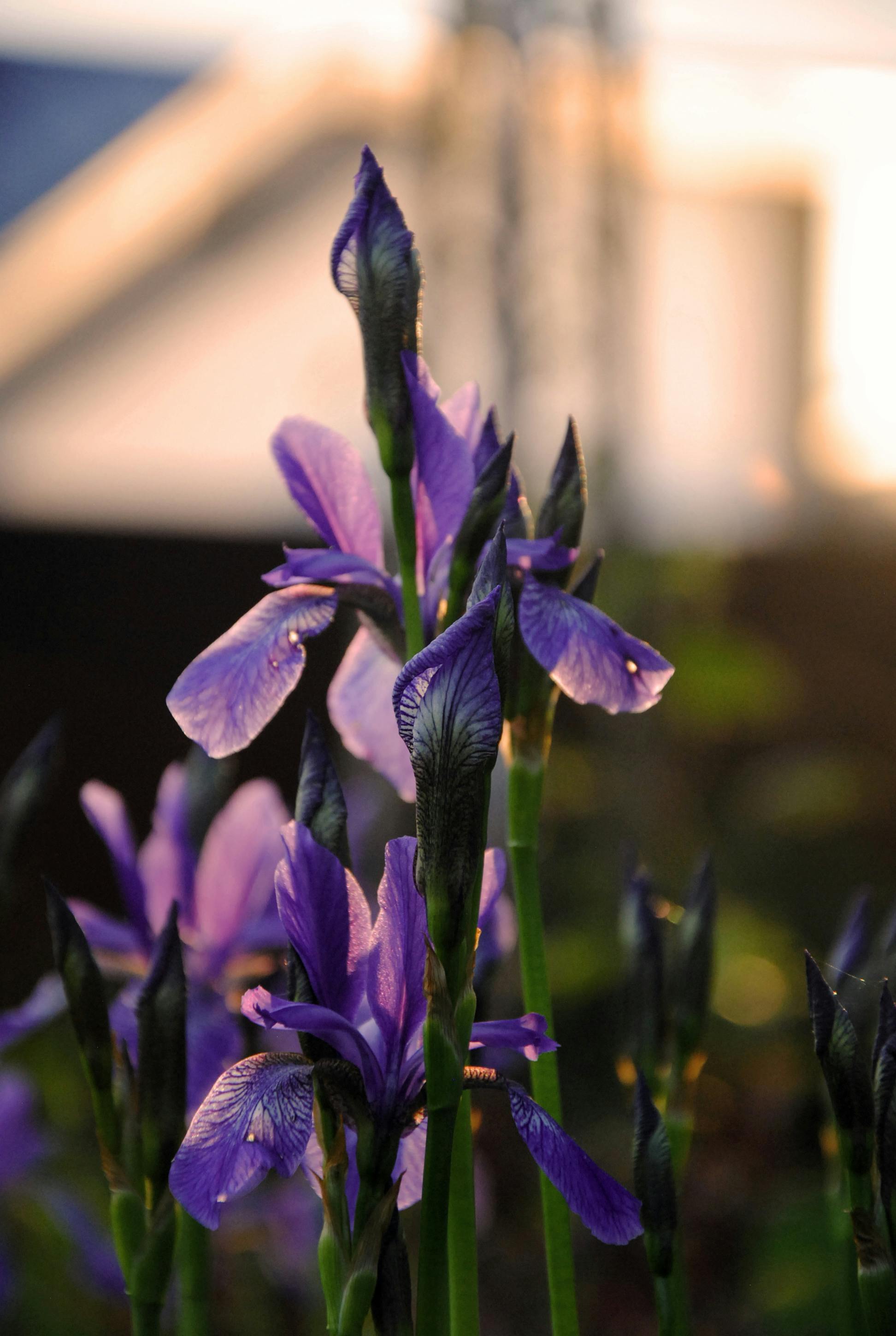 Vibrant Purple Irises in Bloom at Sunset · Free Stock Photo