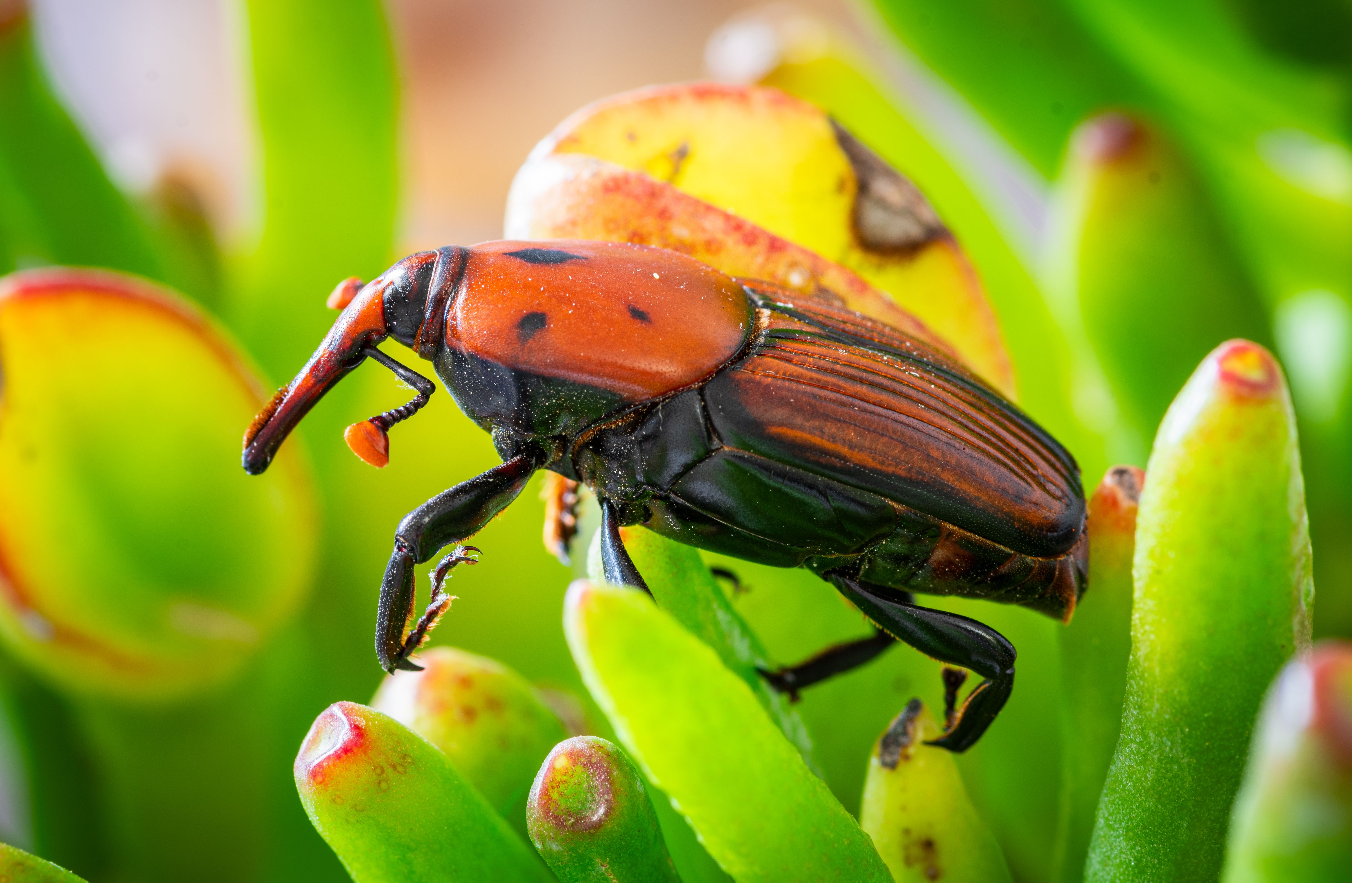 Close-up of Red Palm Weevil on Green Plant · Free Stock Photo