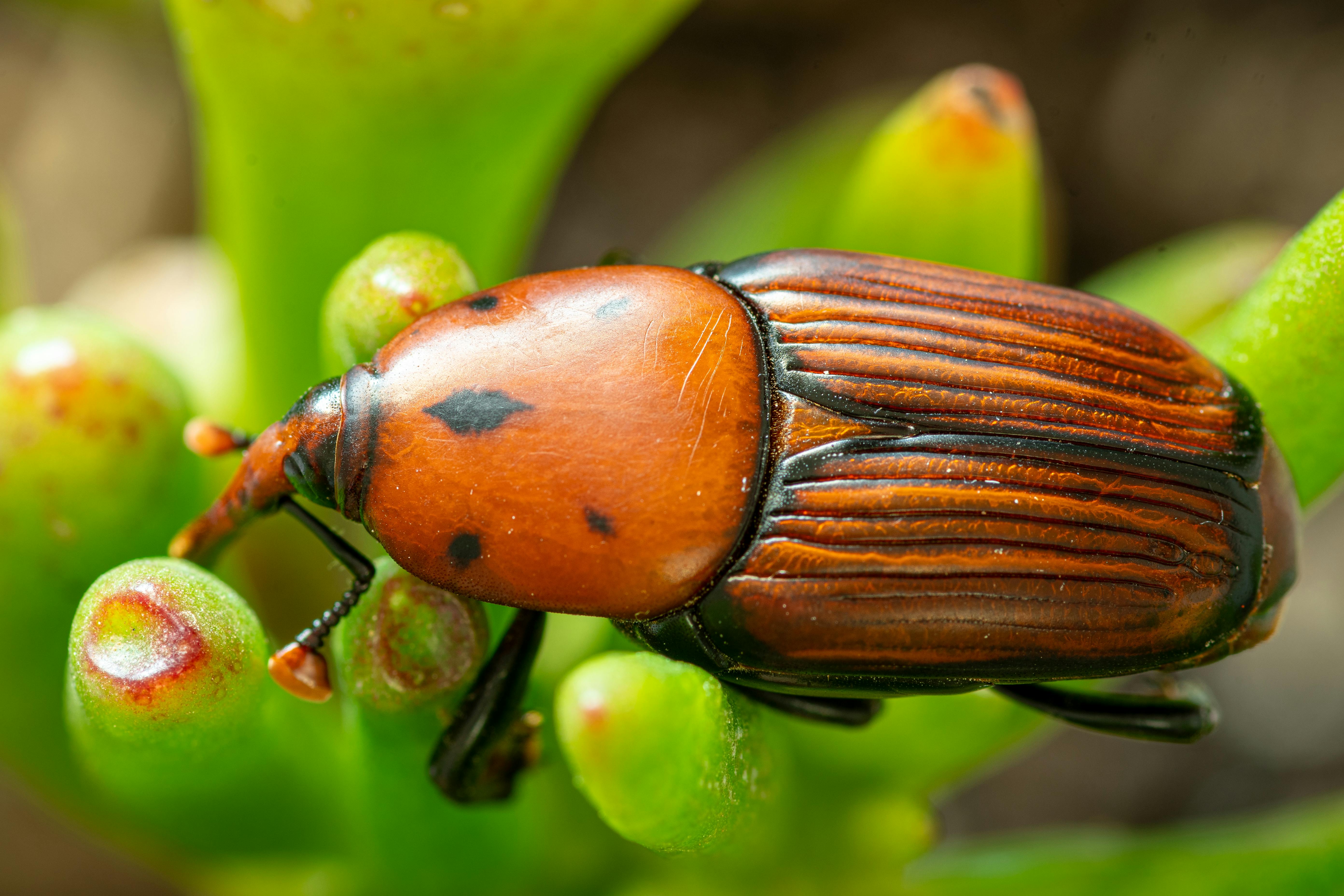 Gros Plan Du Charançon Rouge Du Palmier Sur Une Plante Verte · Photo ...