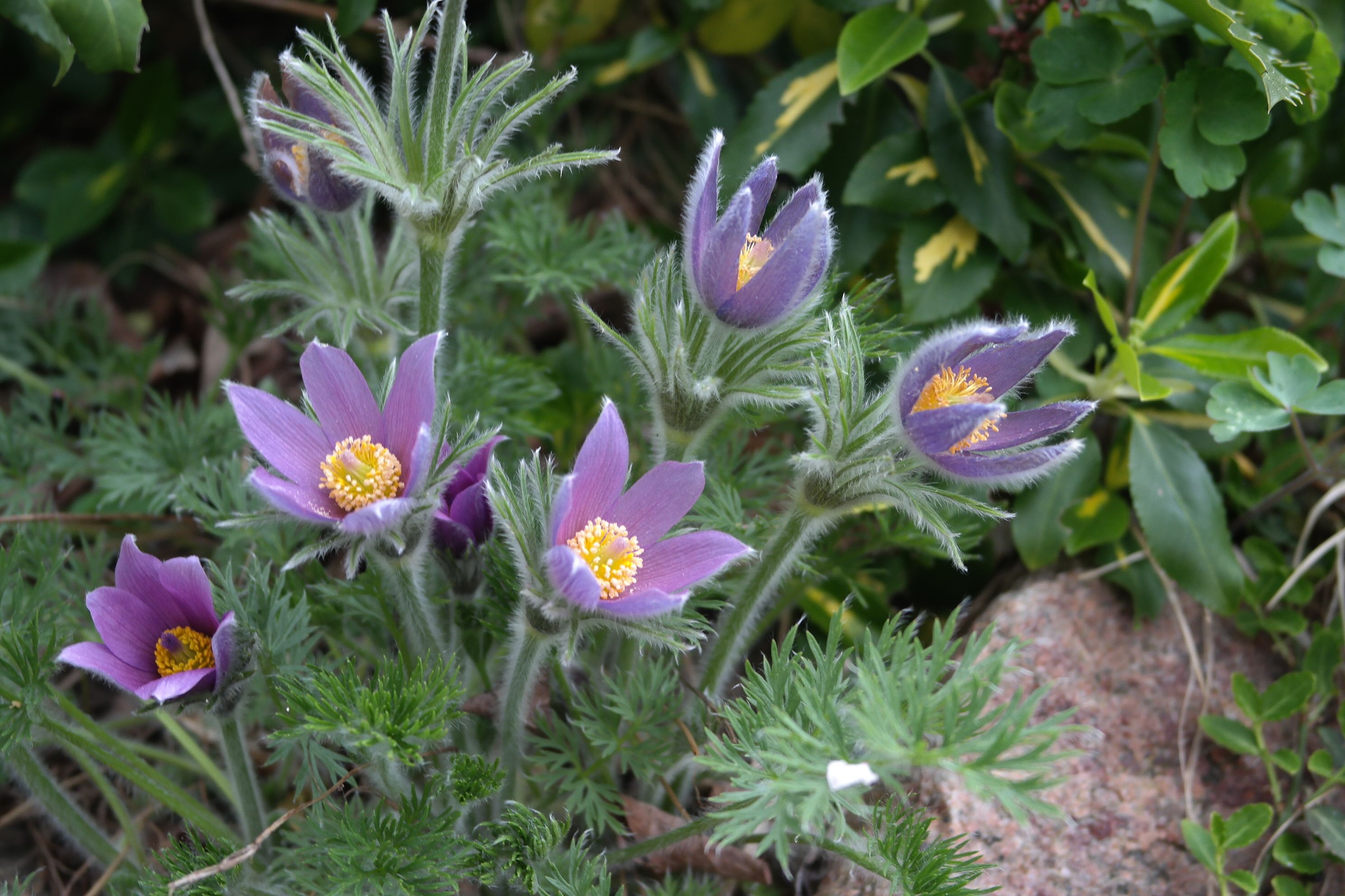 Beautiful Purple Pasque Flowers in Bloom · Free Stock Photo