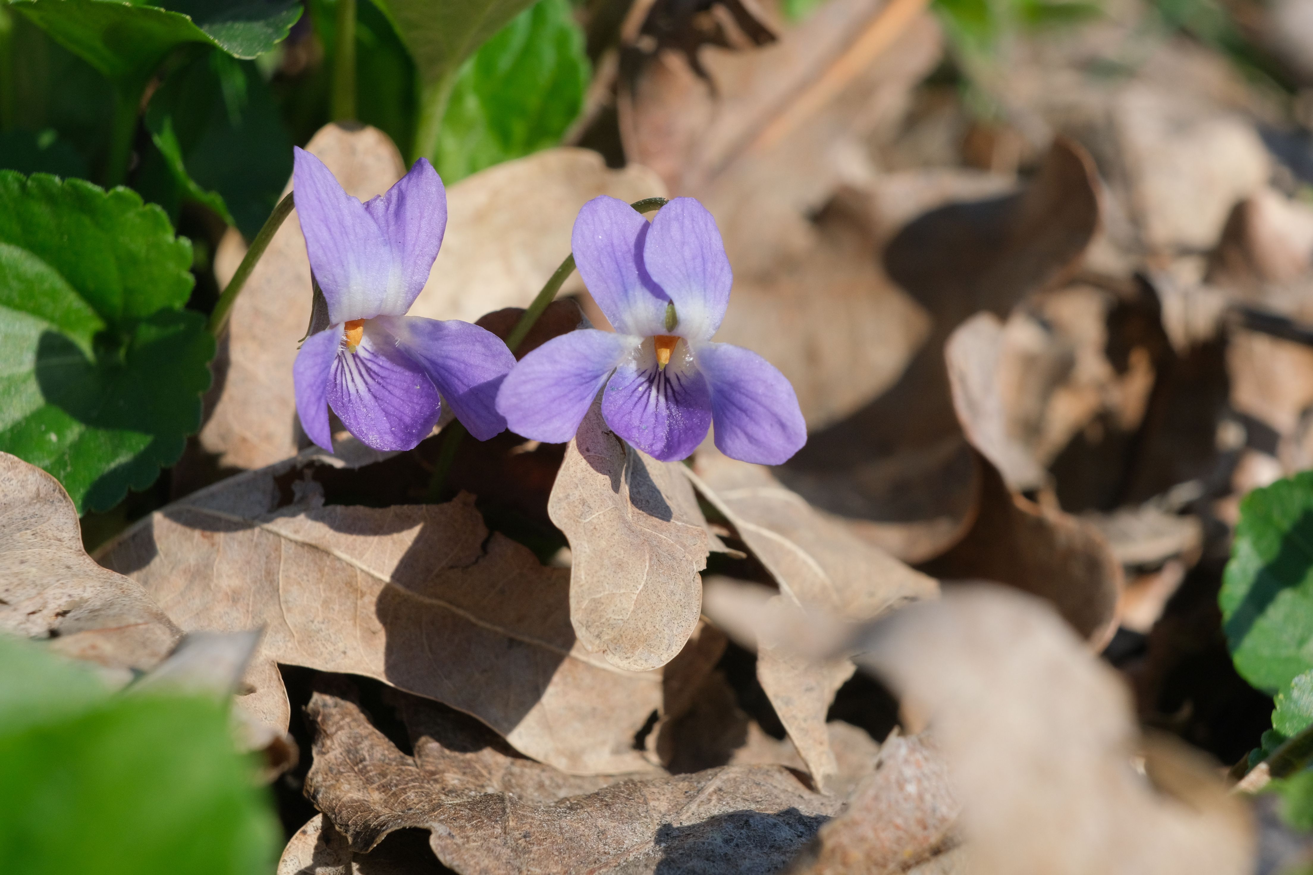 Violet Myers Photos, Download The BEST Free Violet Myers Stock Photos ...