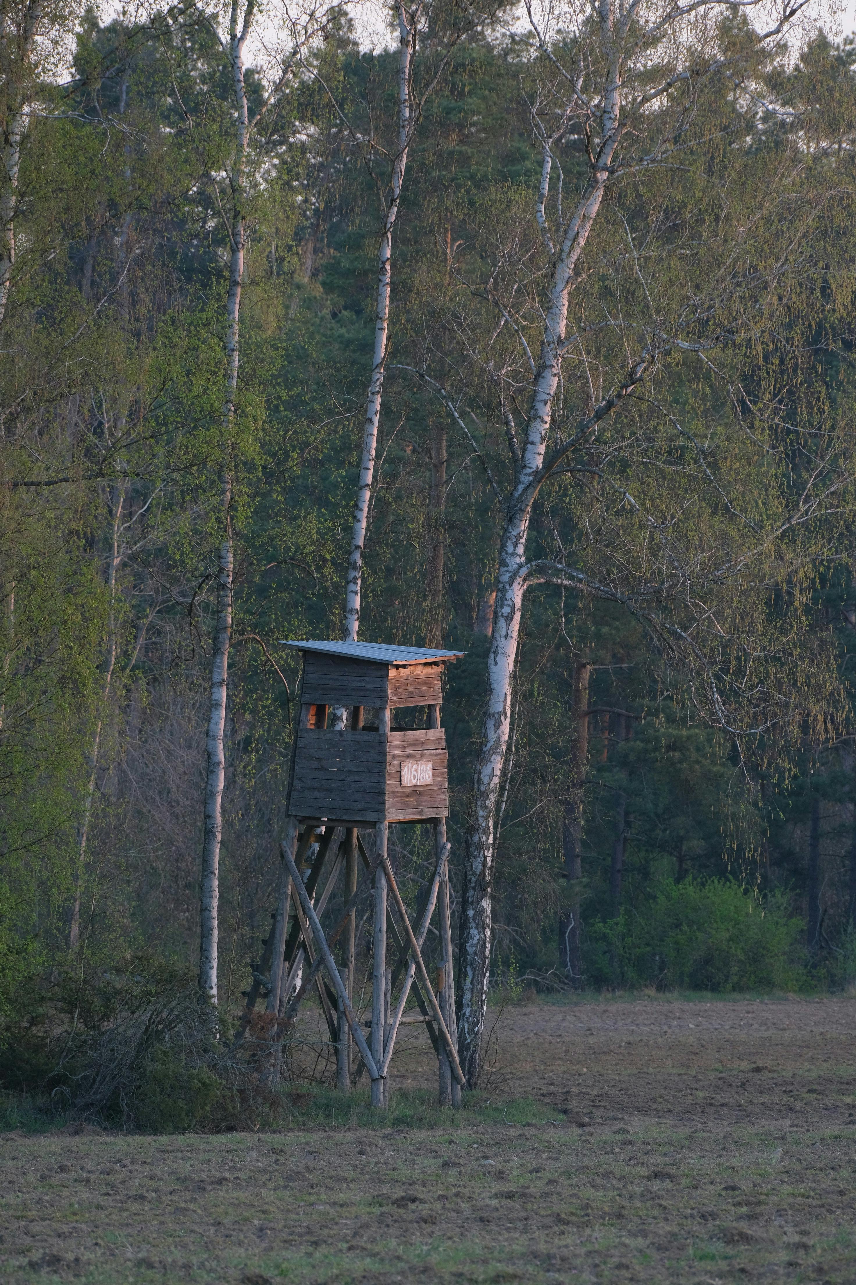 Rustic Wooden Watchtower in Tranquil Forest · Free Stock Photo