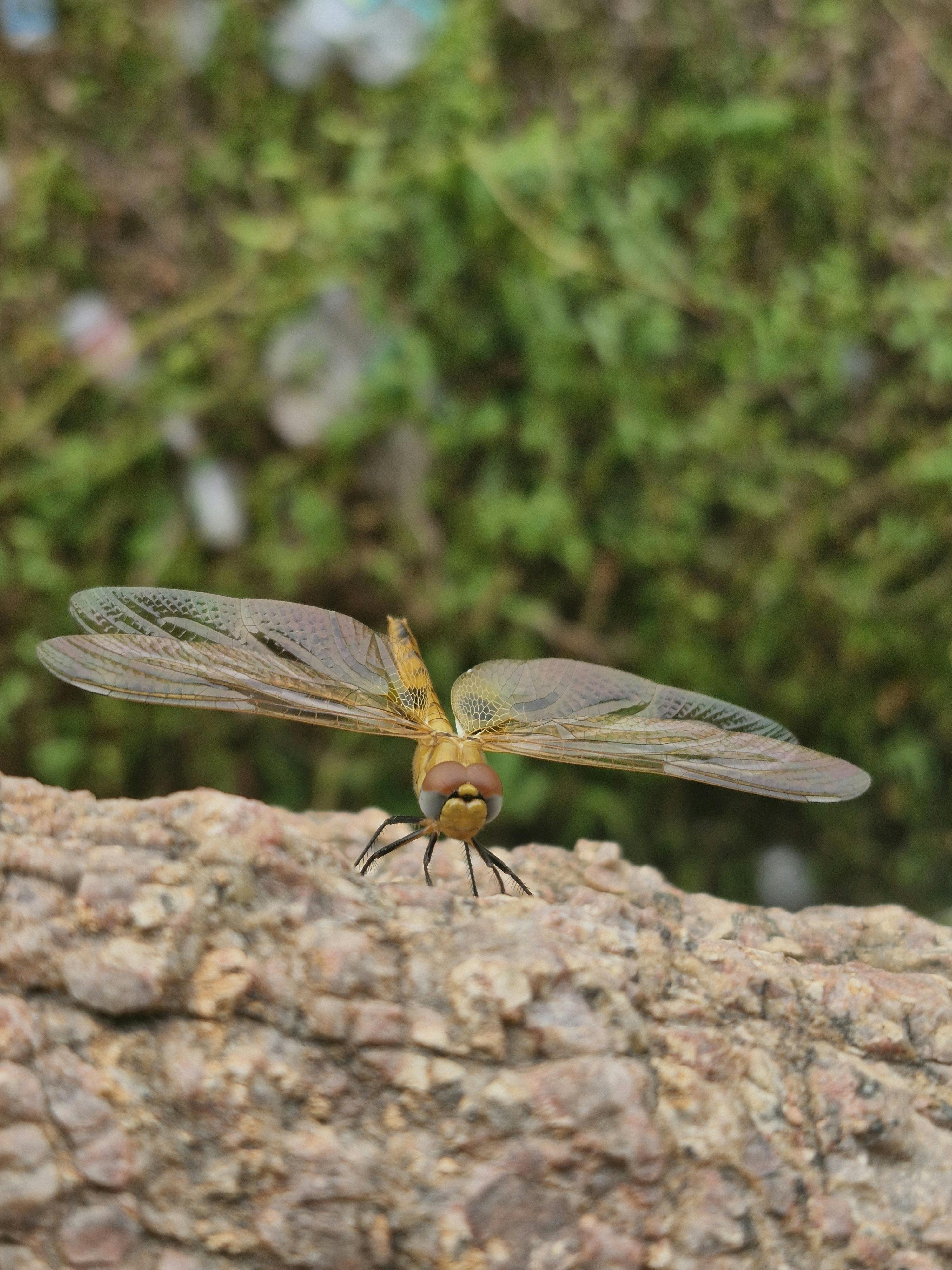 Dragonflies Wings Photos, Download The BEST Free Dragonflies Wings Stock Photos & HD Images