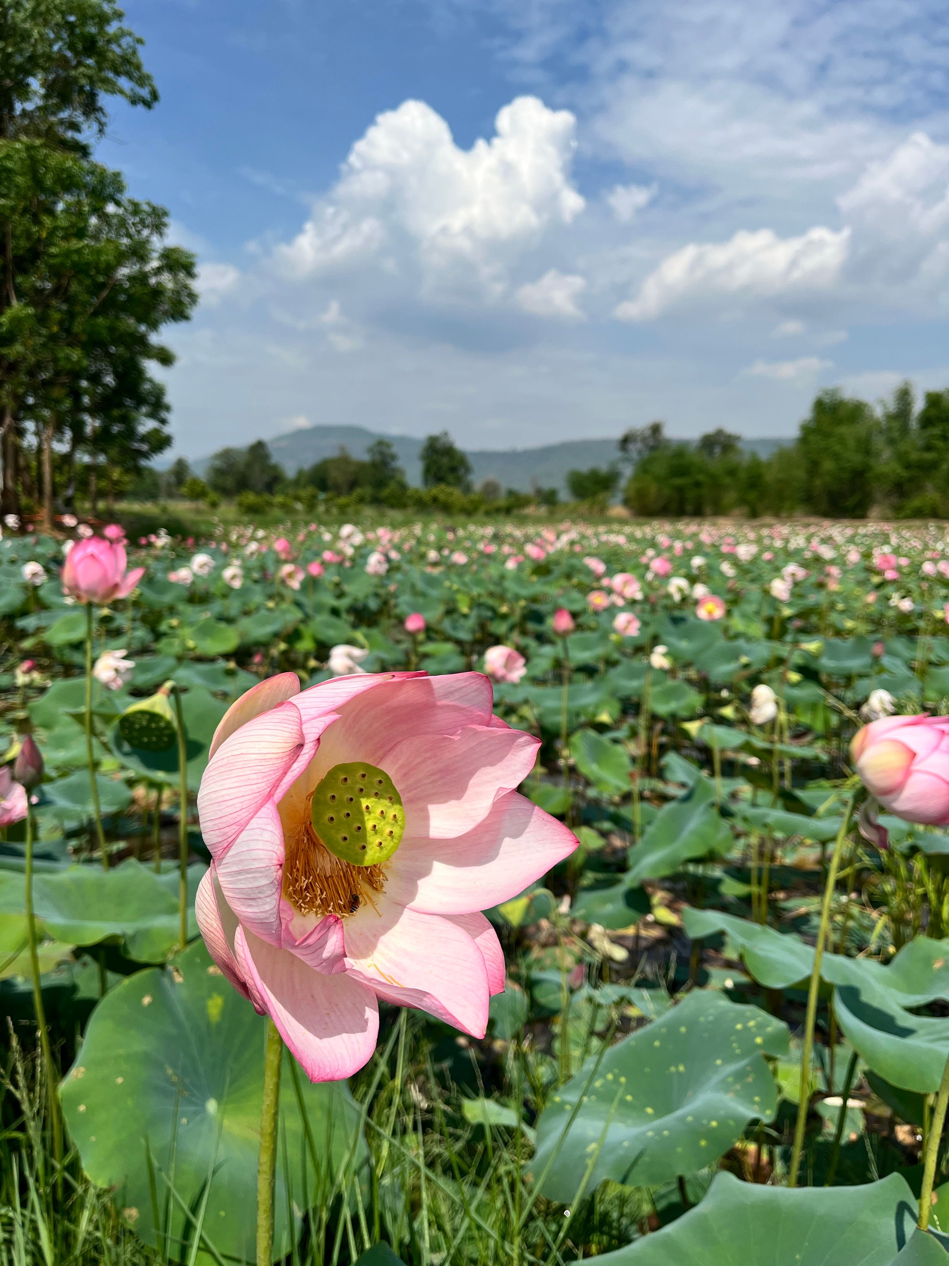 Vibrant Lotus Field Under Blue Sky in Thailand · Free Stock Photo