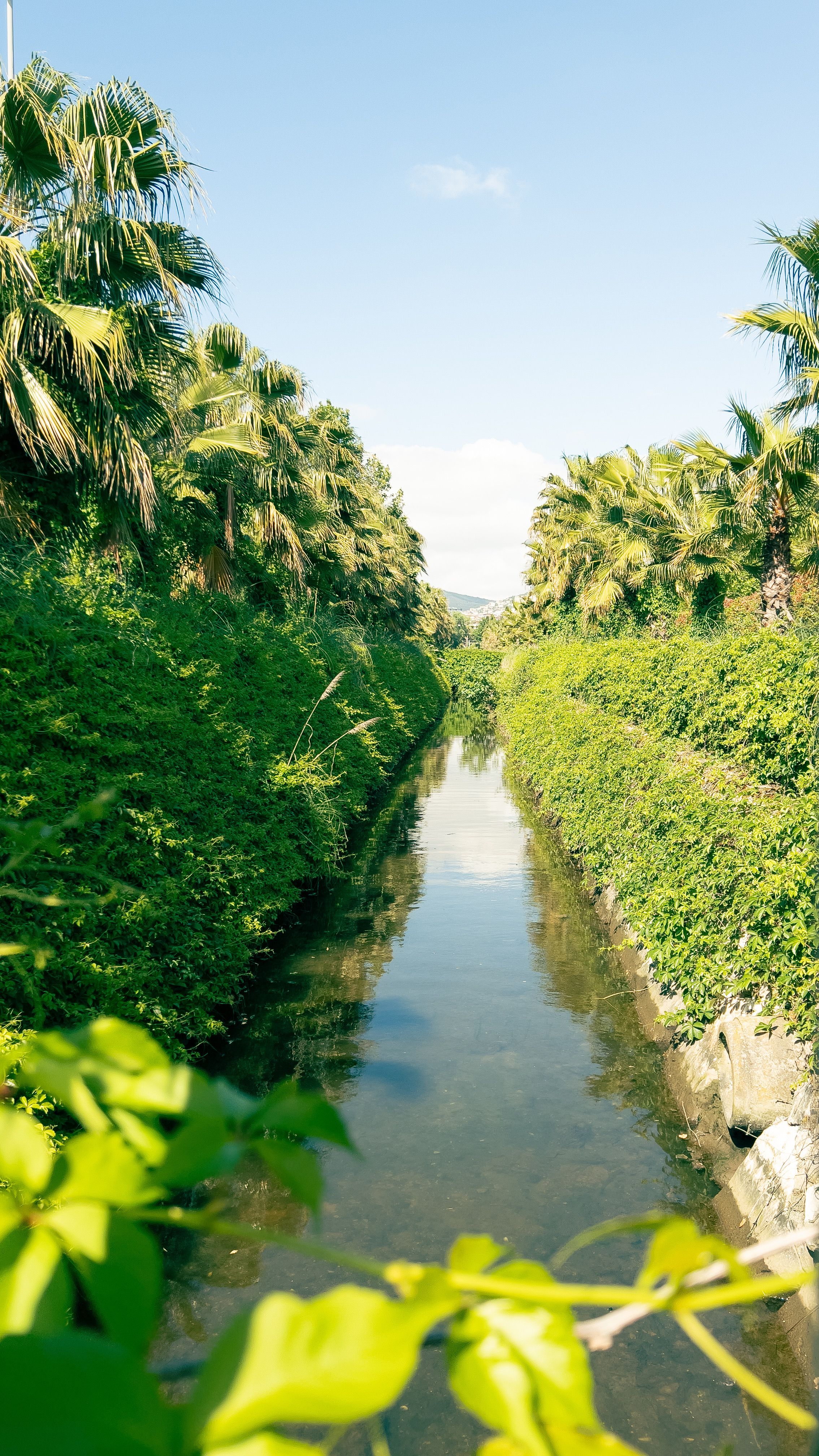 Tropical Canal Surrounded by Palm Trees · Free Stock Photo