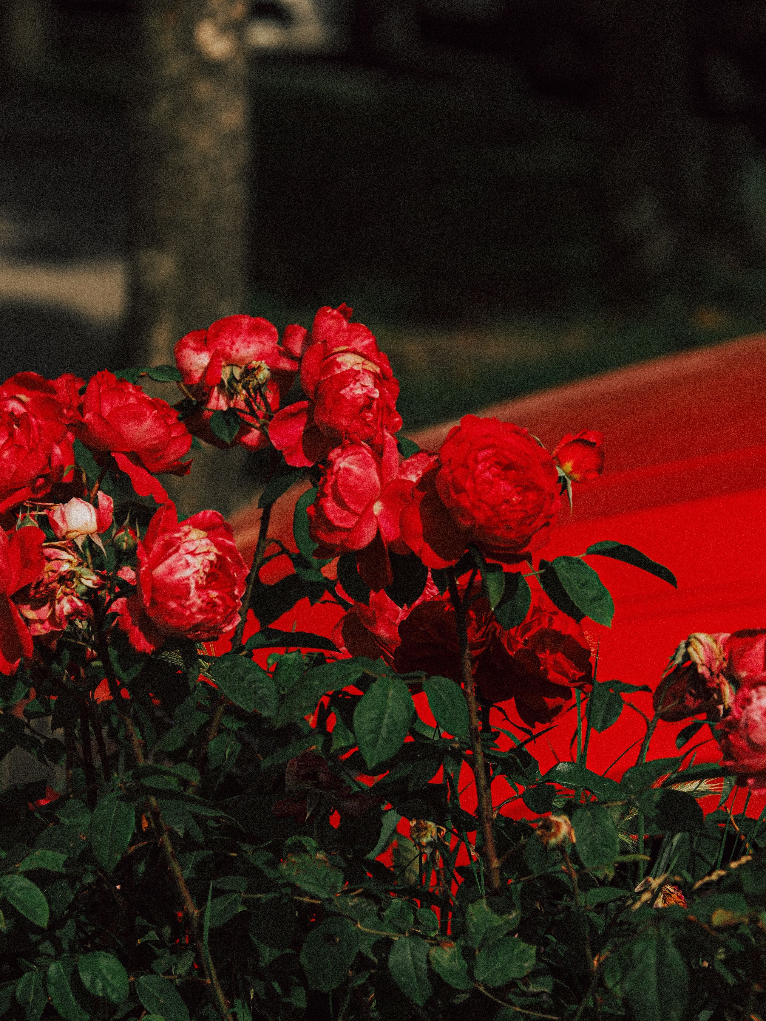 Vibrant Red Roses in Sunlit Outdoor Setting · Free Stock Photo