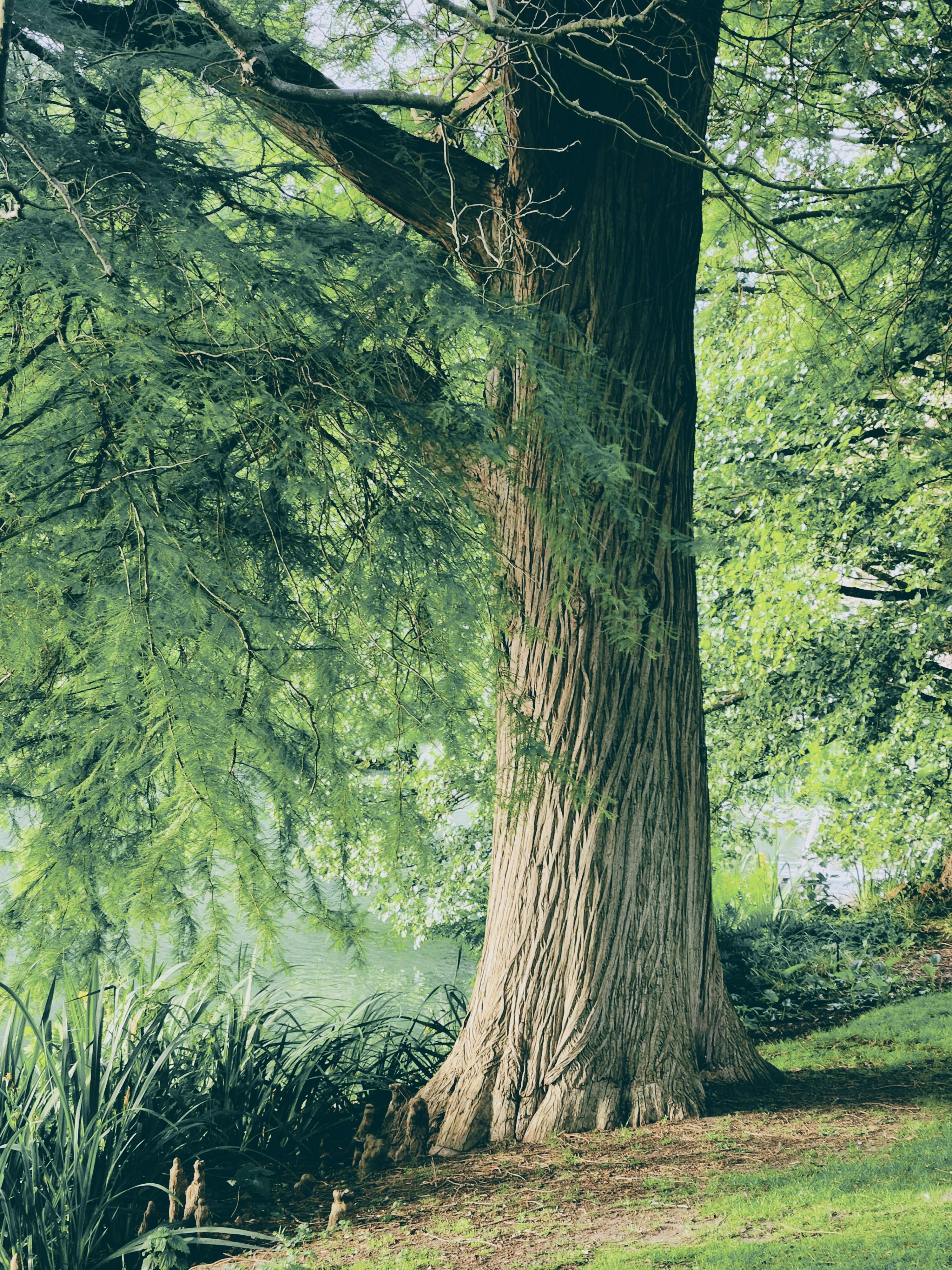 Cedar Stain Photos, Download The BEST Free Cedar Stain Stock Photos ...