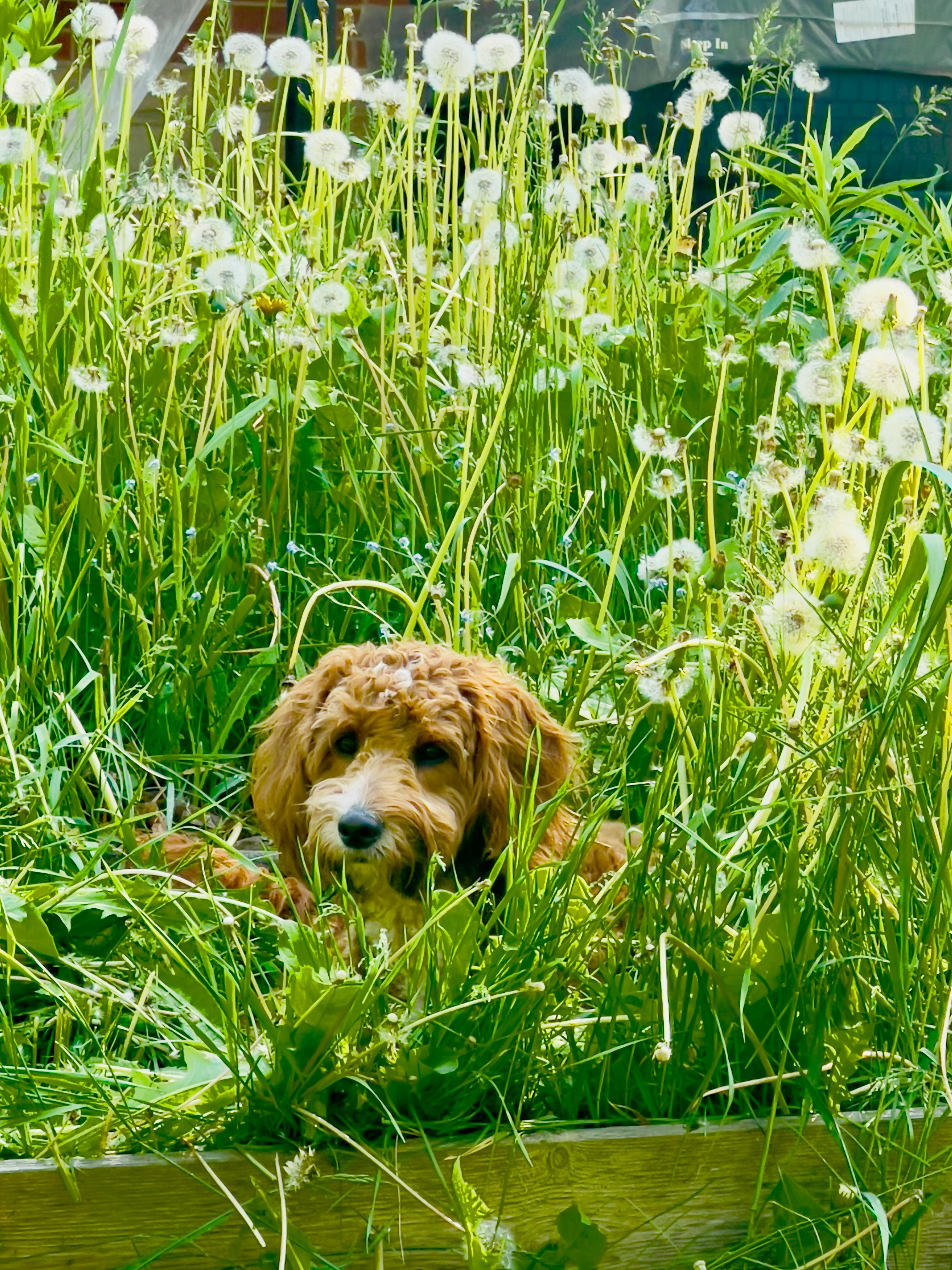 Adorable Labradoodle Resting in Lush Green Field · Free Stock Photo
