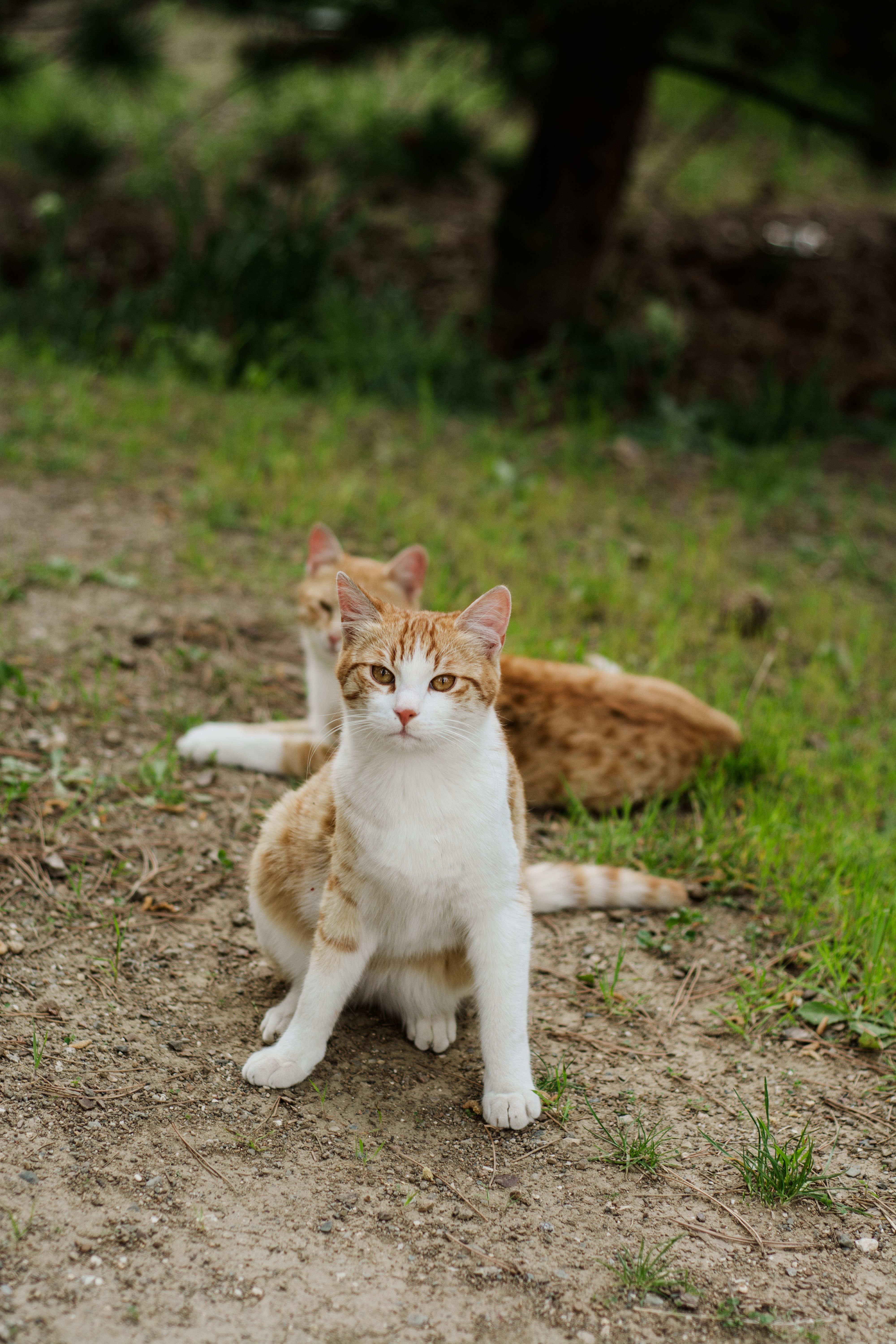Close-up of two ginger cats sitting outdoors · Free Stock Photo