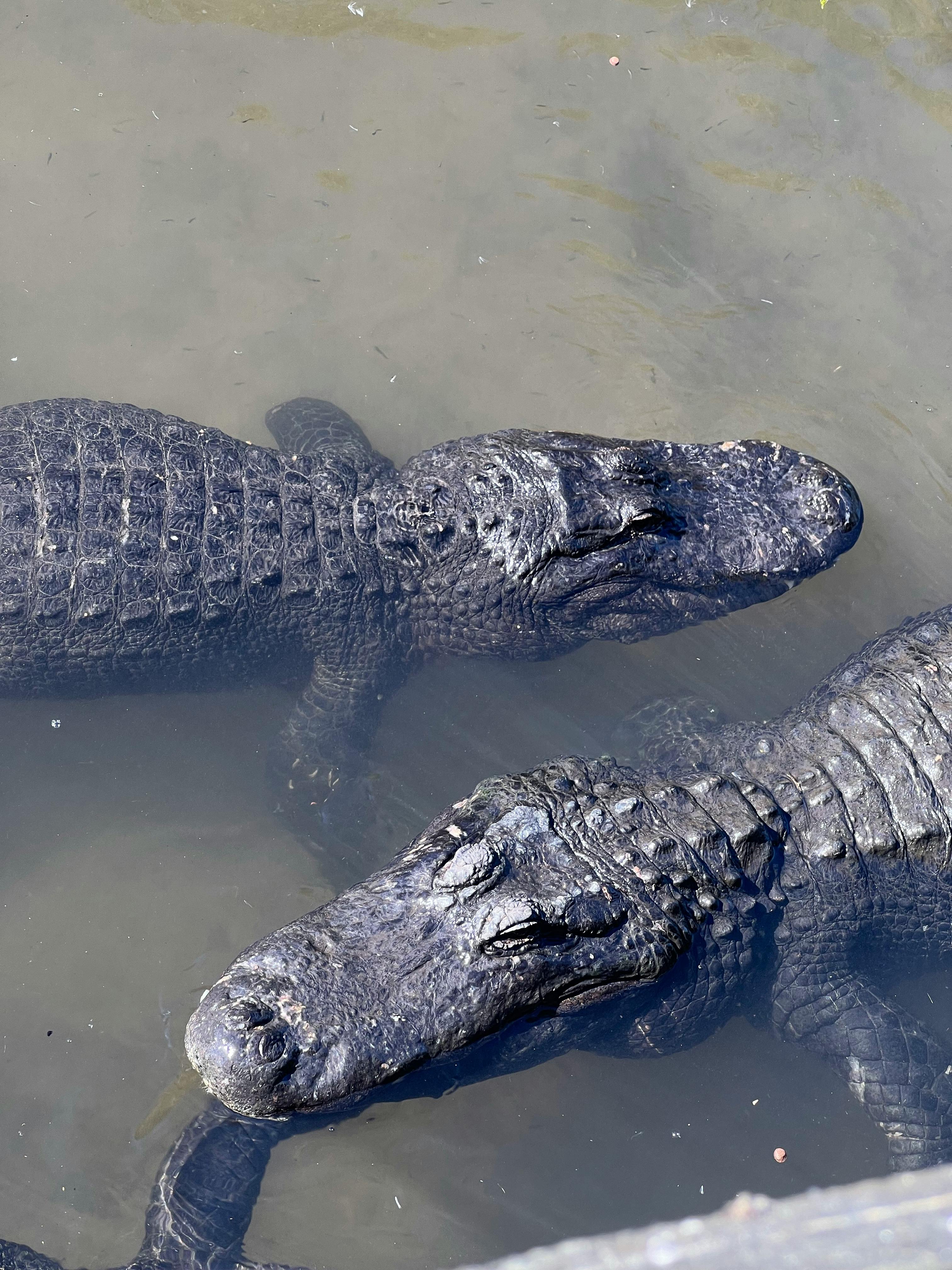 Florida Gators Texture Photos, Download The BEST Free Florida Gators ...